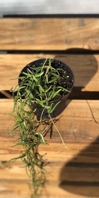 Ceropegia Linearis - String of Needles