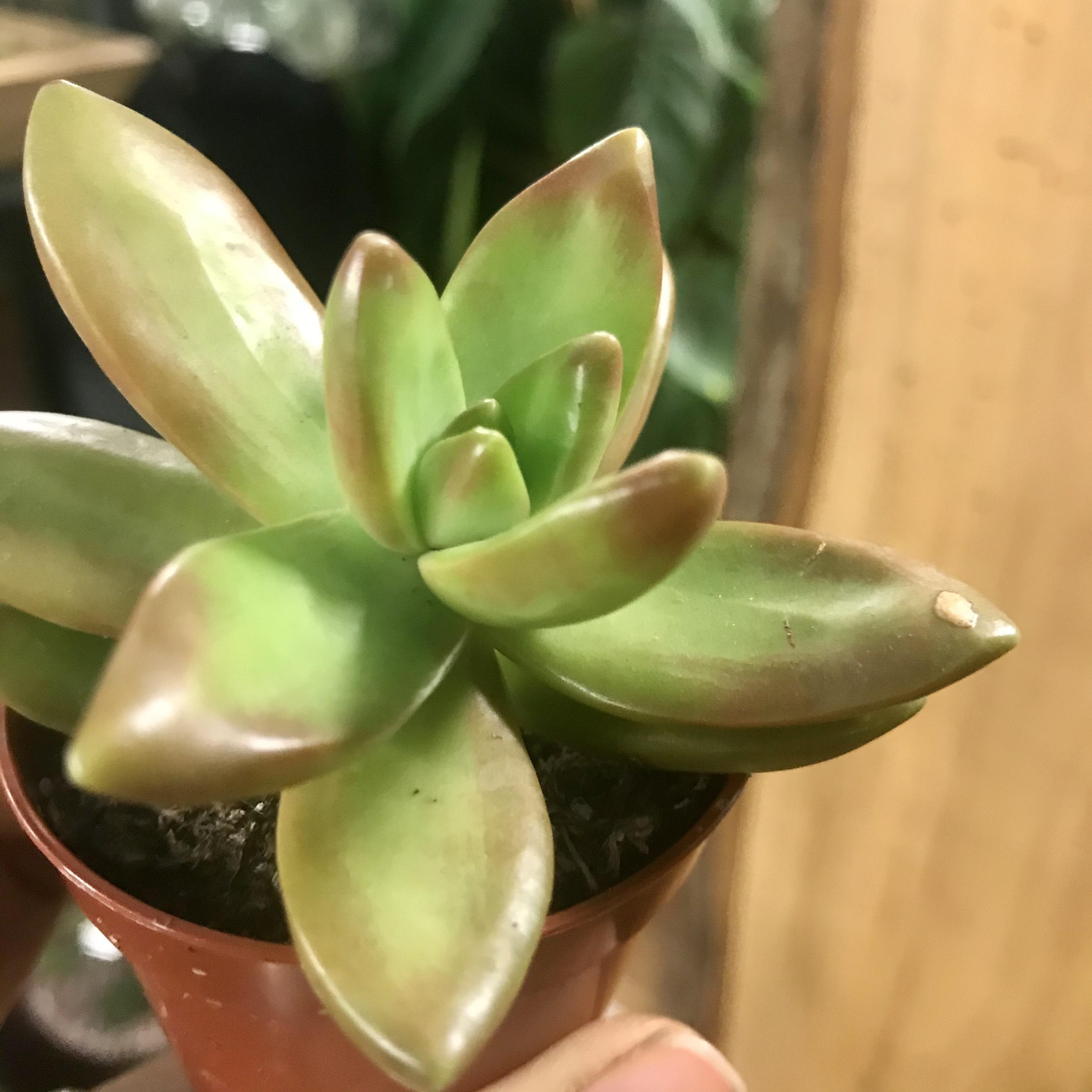 Sedum Adolphi