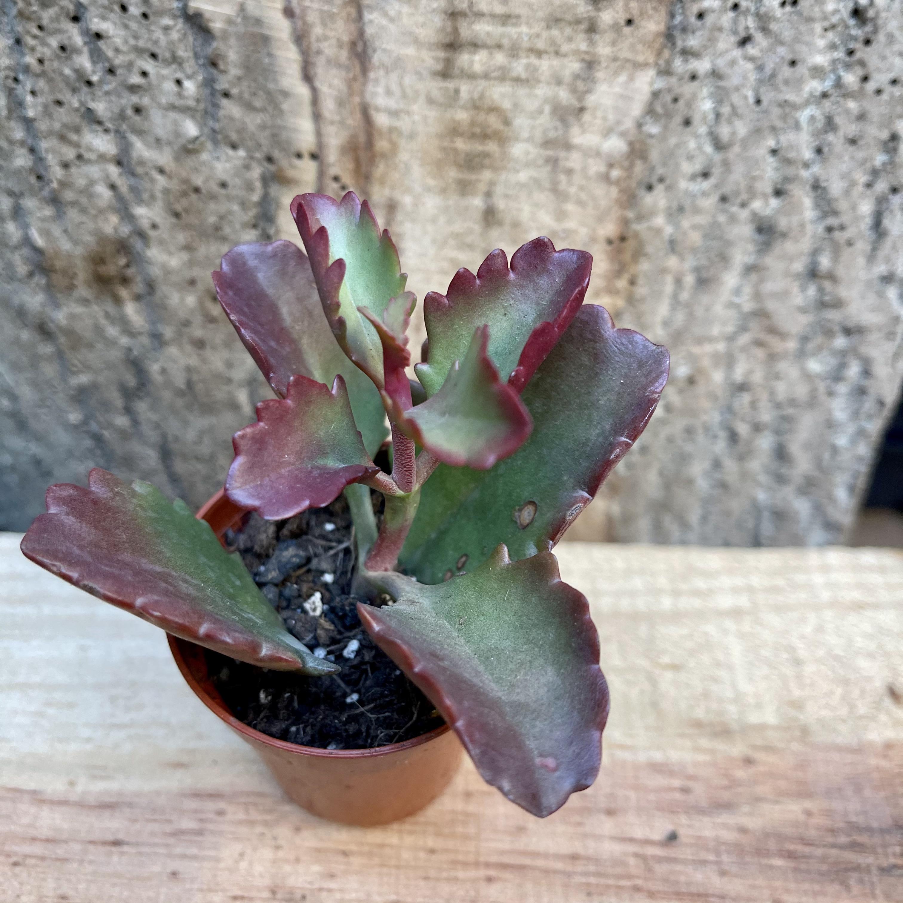 Kalanchoe Sexangularis