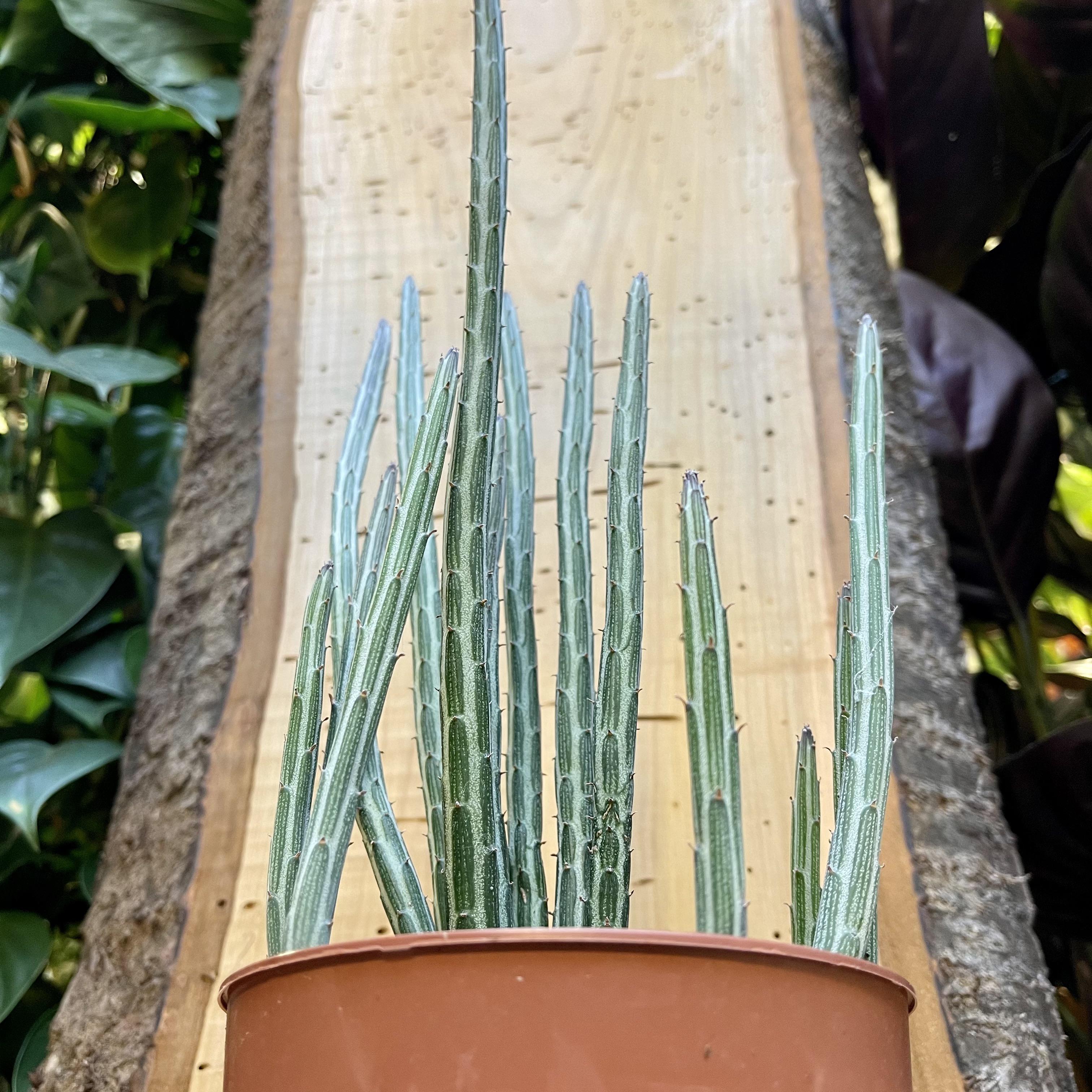 Senecio Stapeliformis