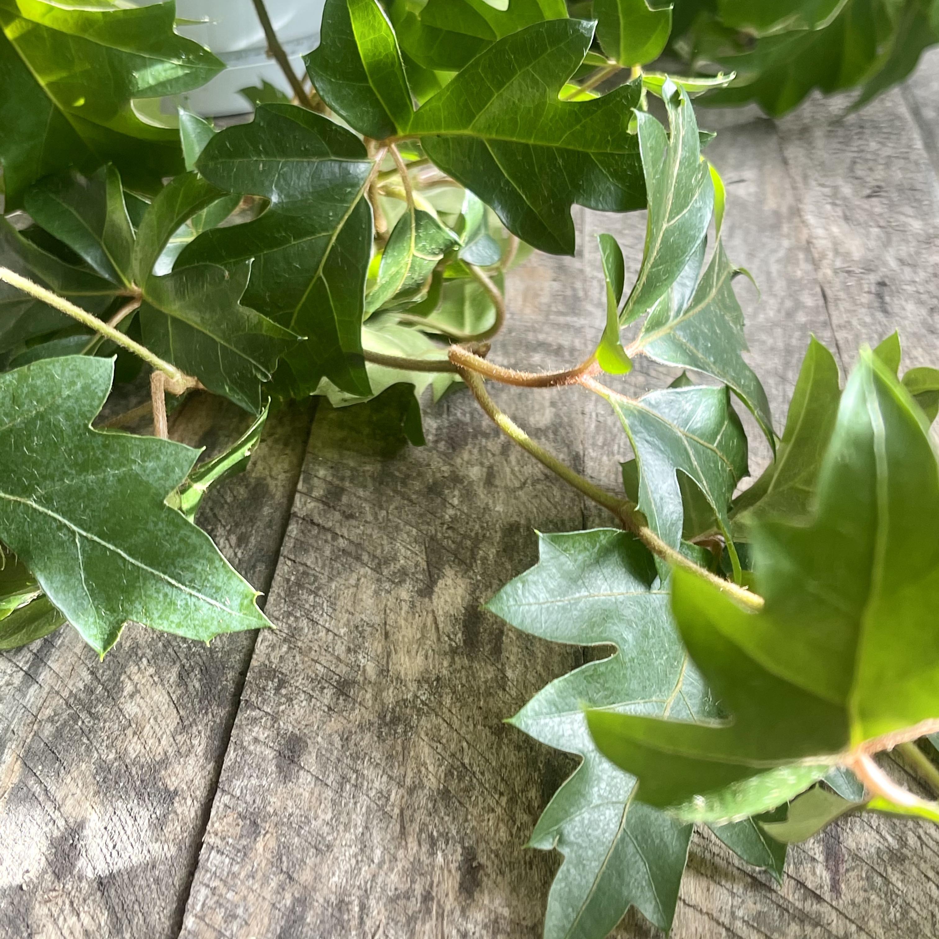 Cissus ellen danica, grape ivy