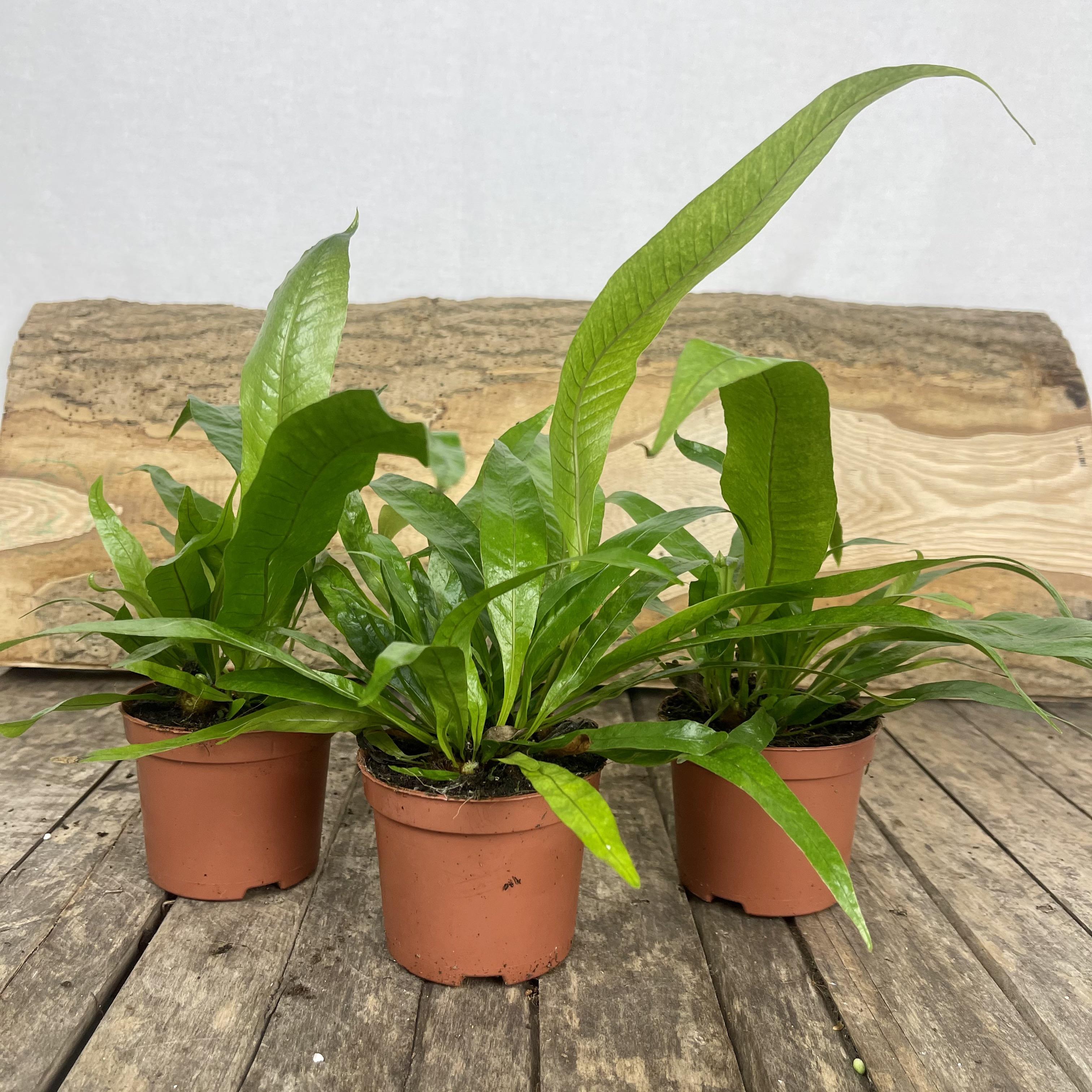 Fern microsorum diversifolium