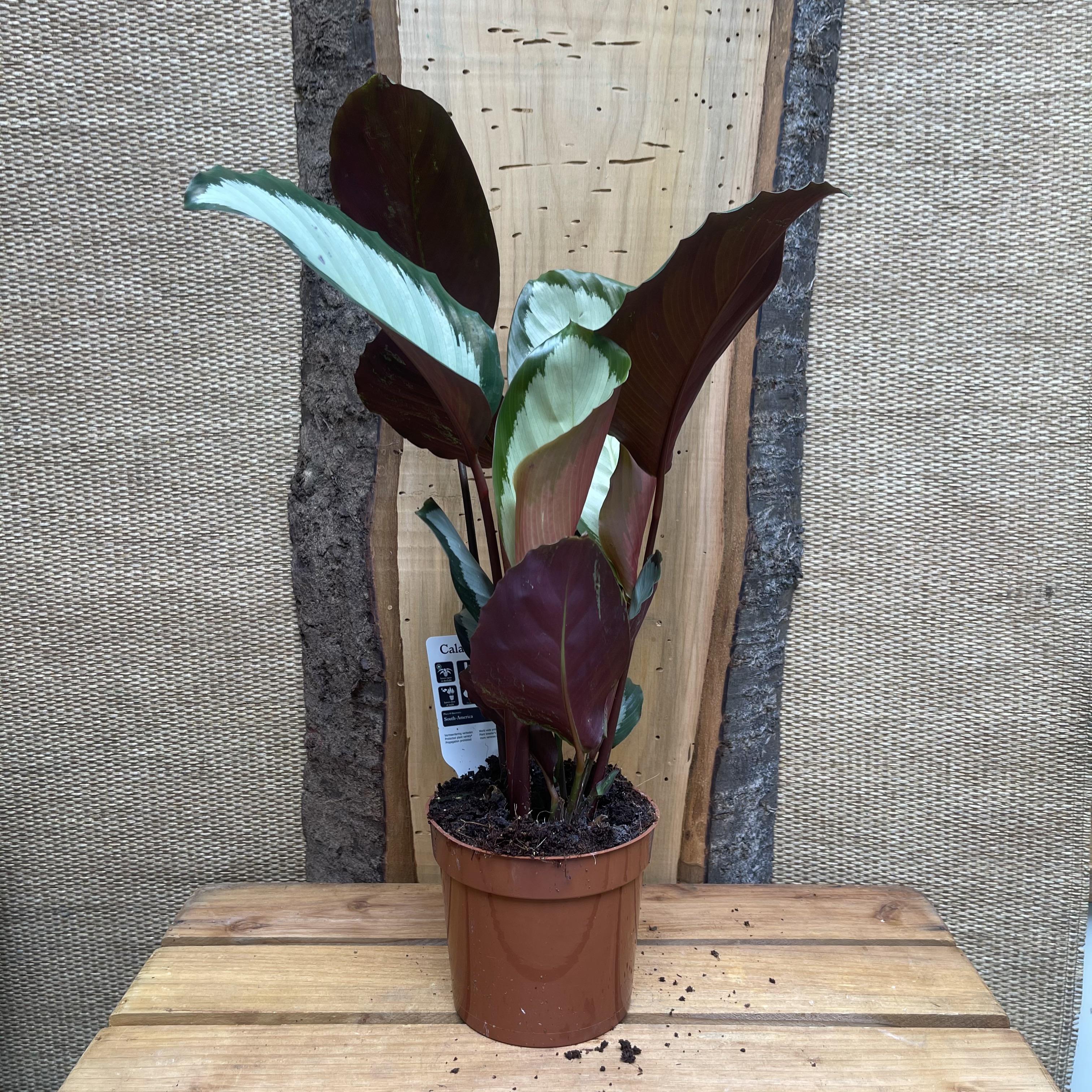 Calathea picturata argentea, silver variegated