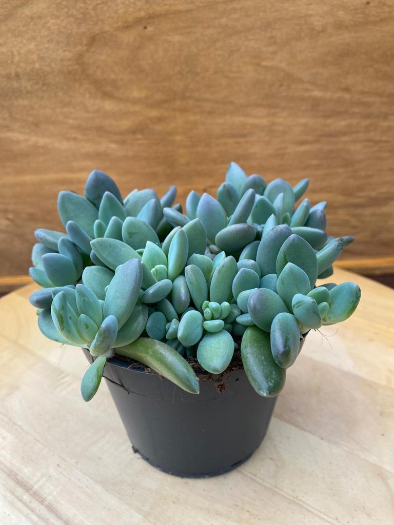 Pachyphytum Compactum