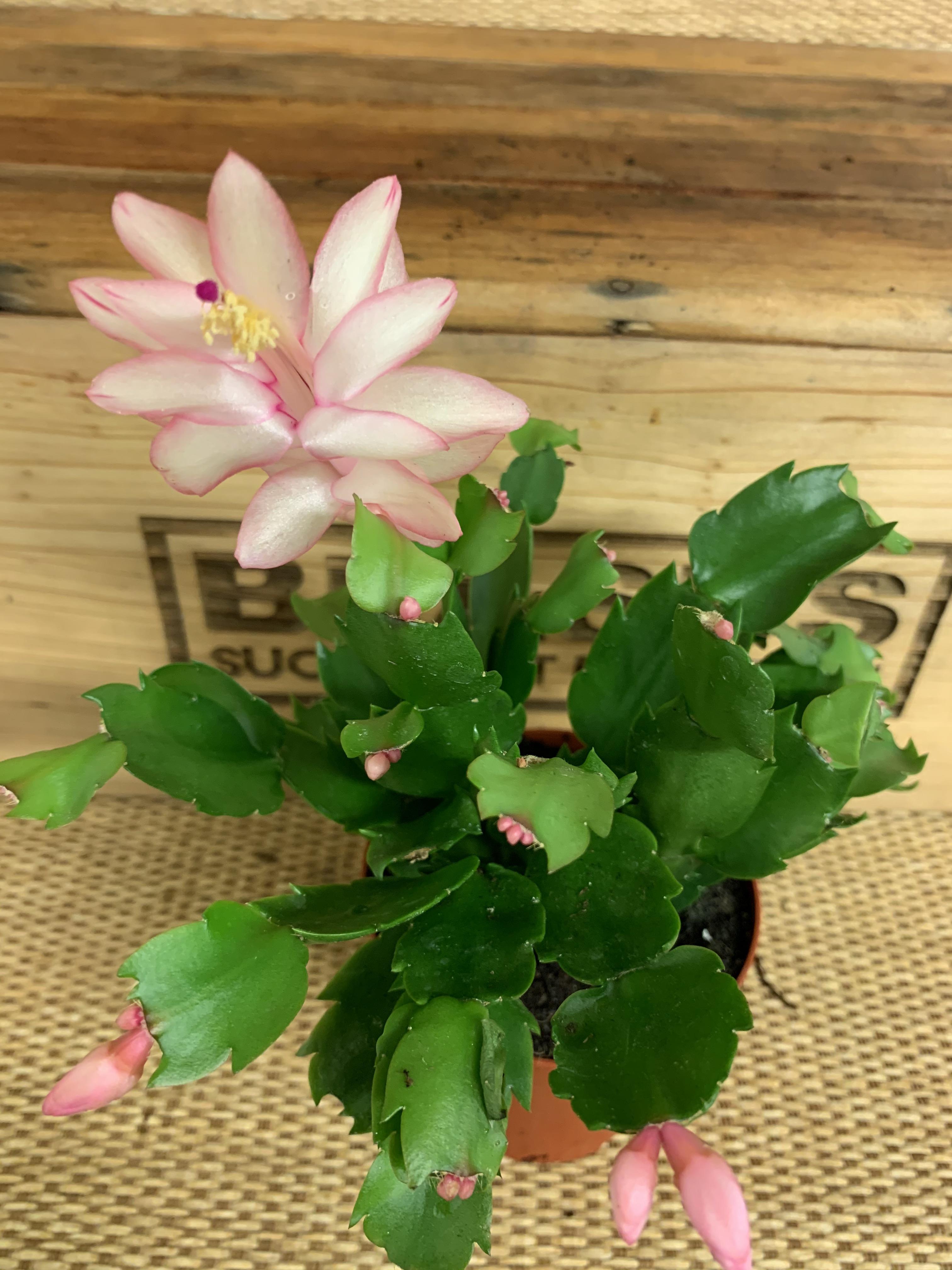 Schlumbergera Truncata - Christmas Cactus