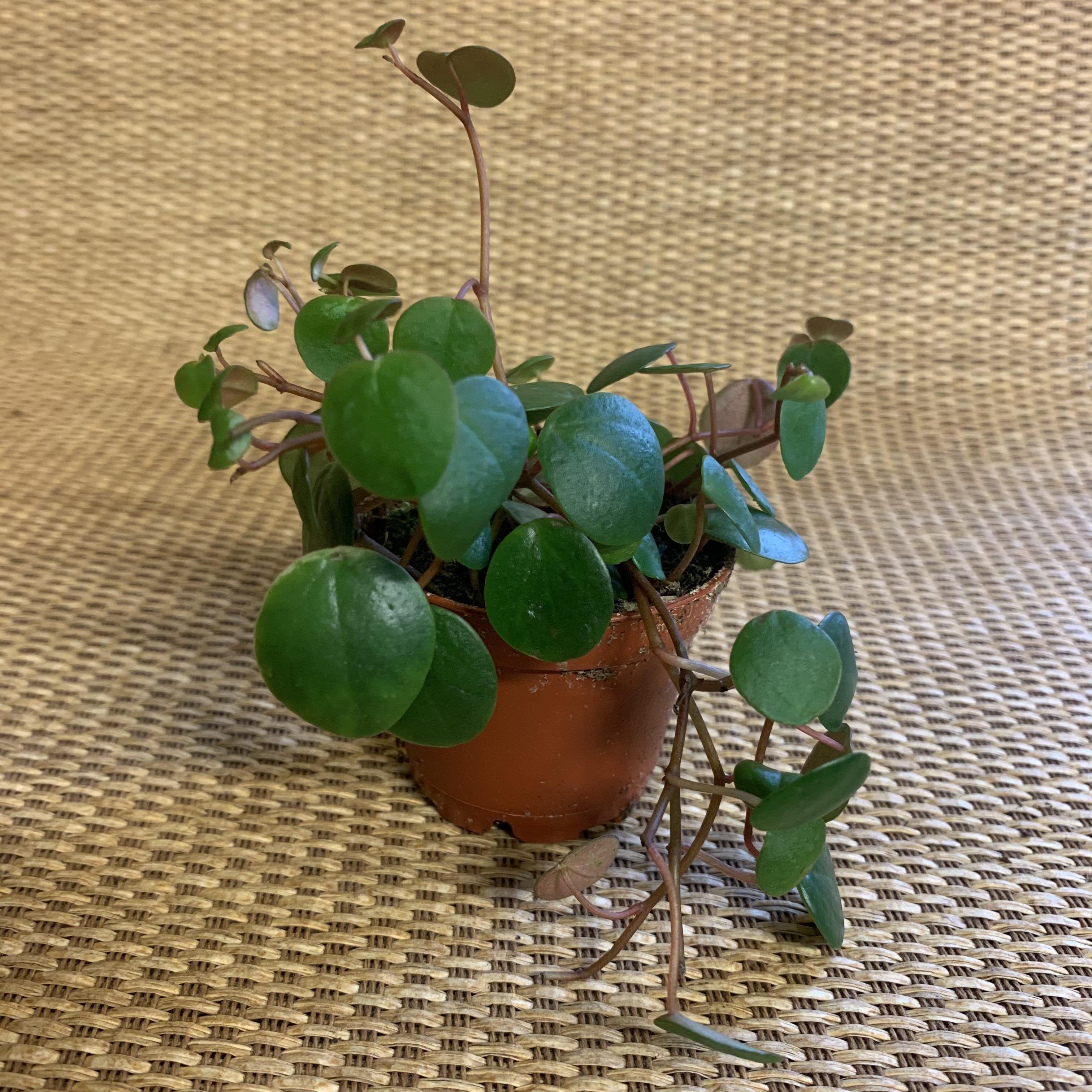 Trailing Jade Peperomia Rotundifolia