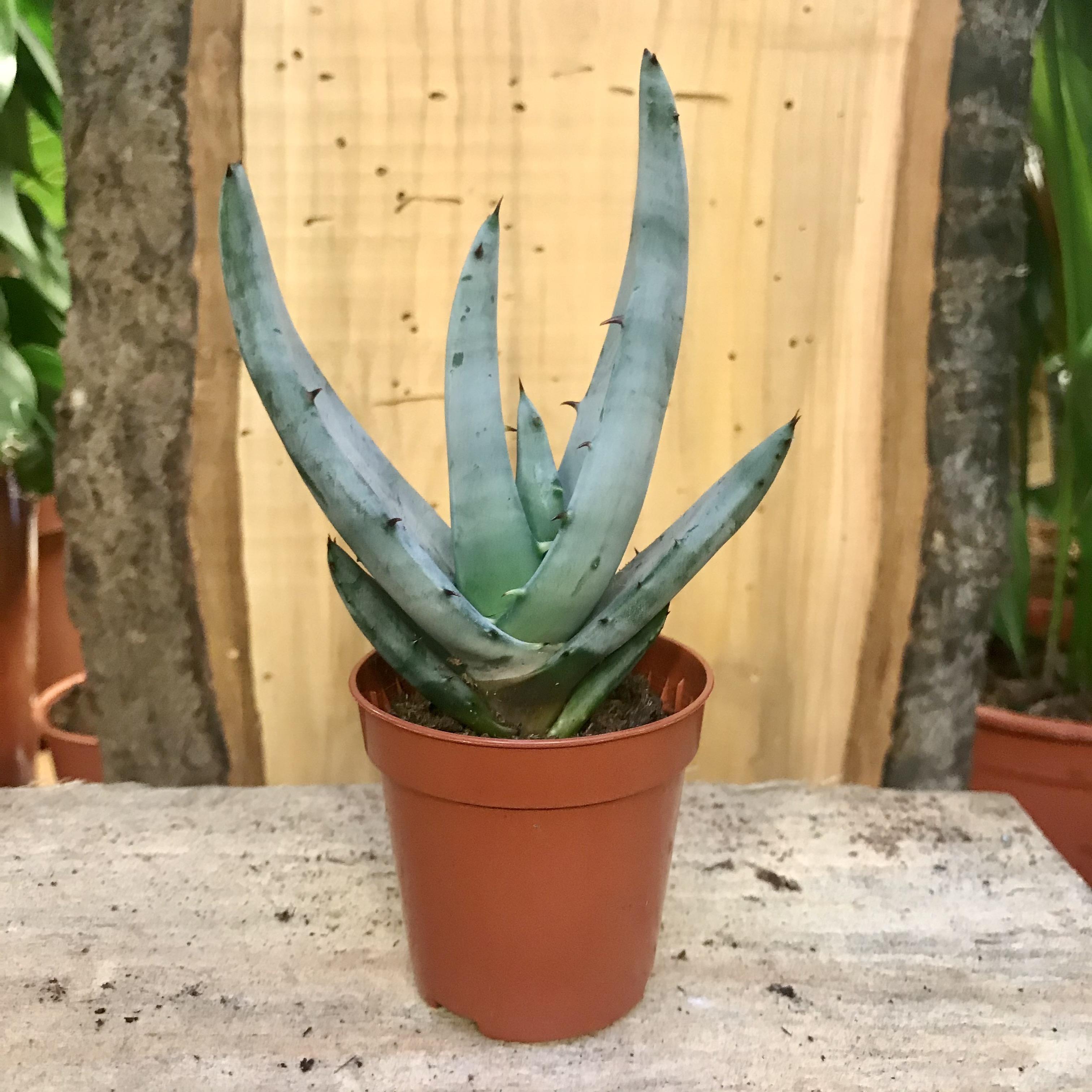 Aloe Petricola