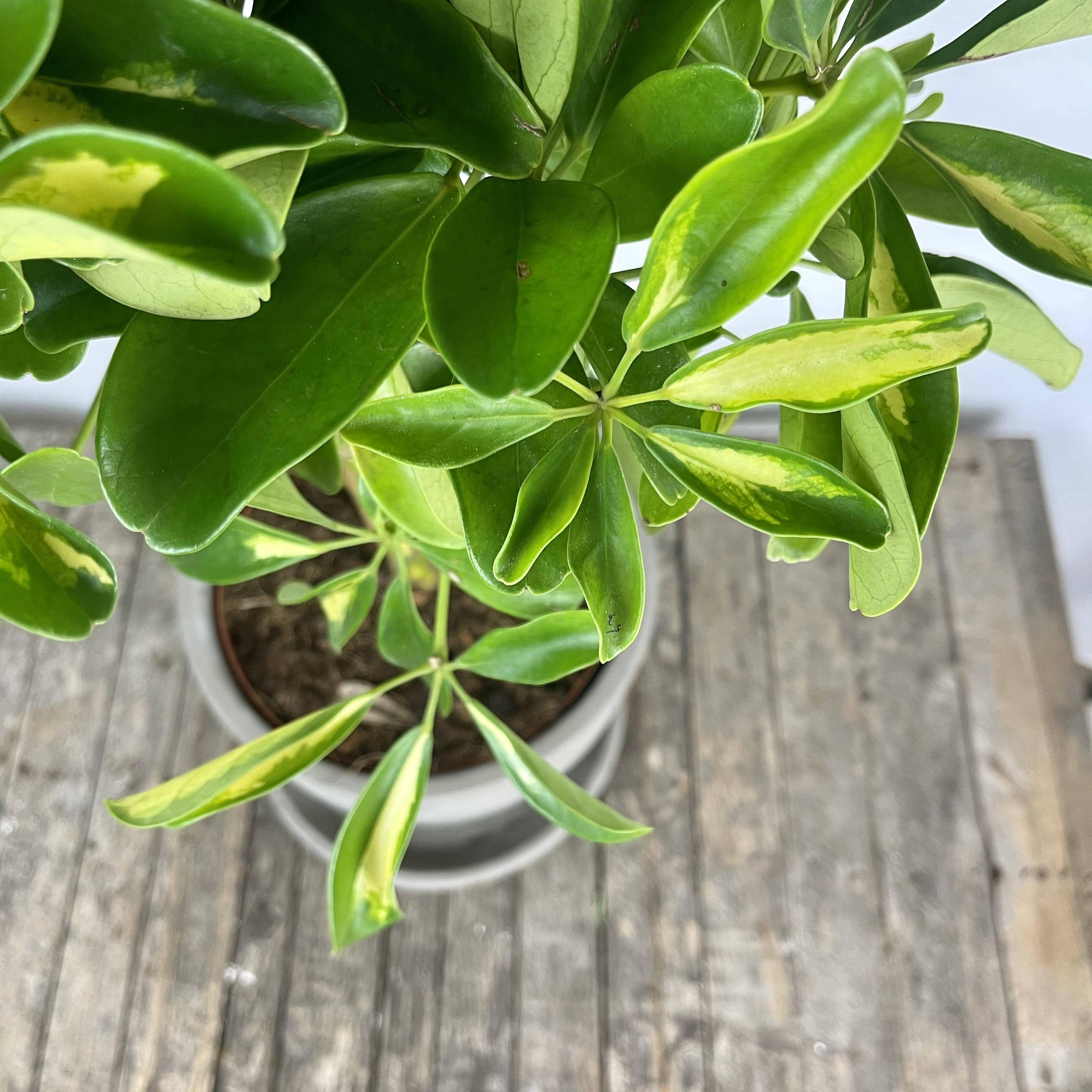 Schefflera gold capella