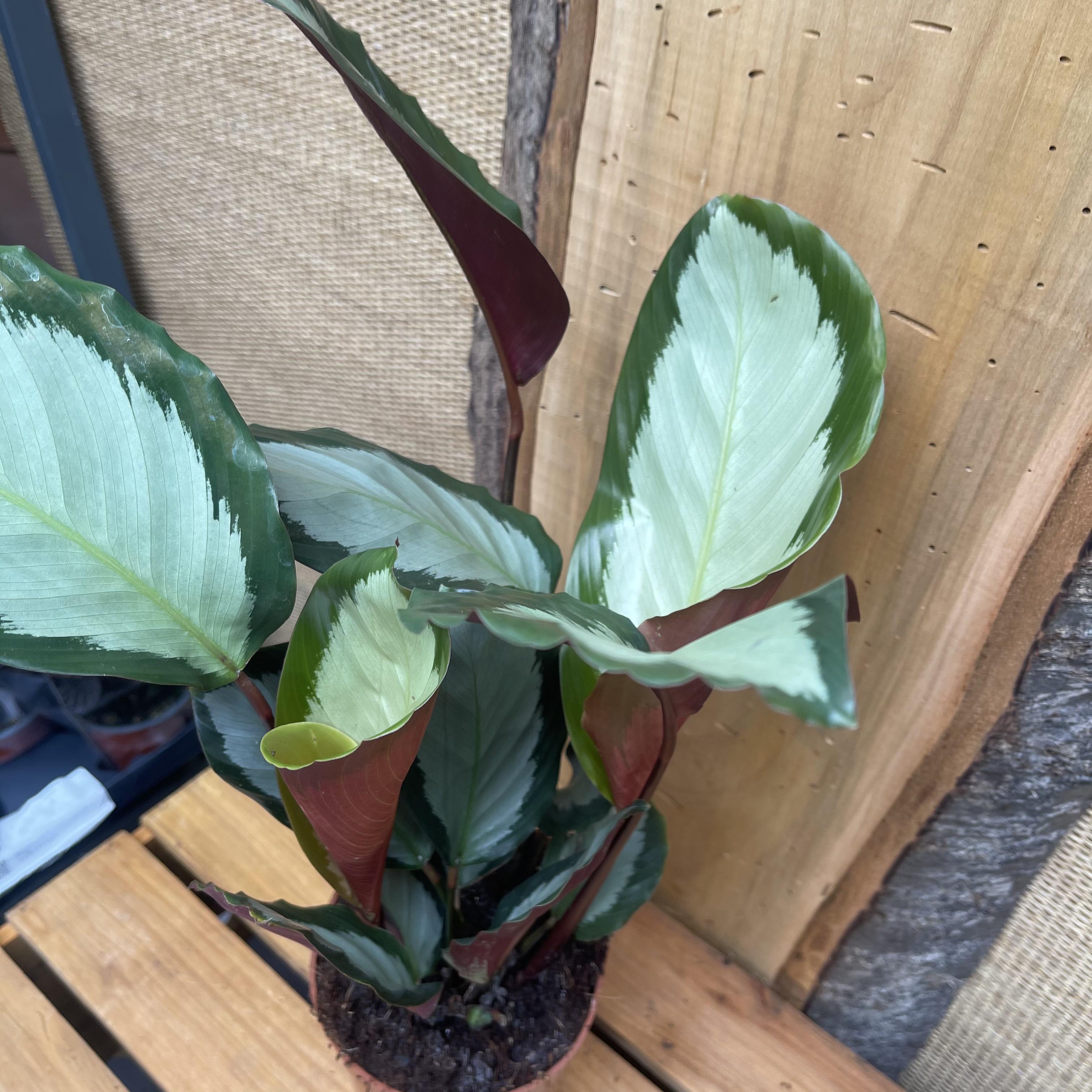 Calathea picturata argentea, silver variegated