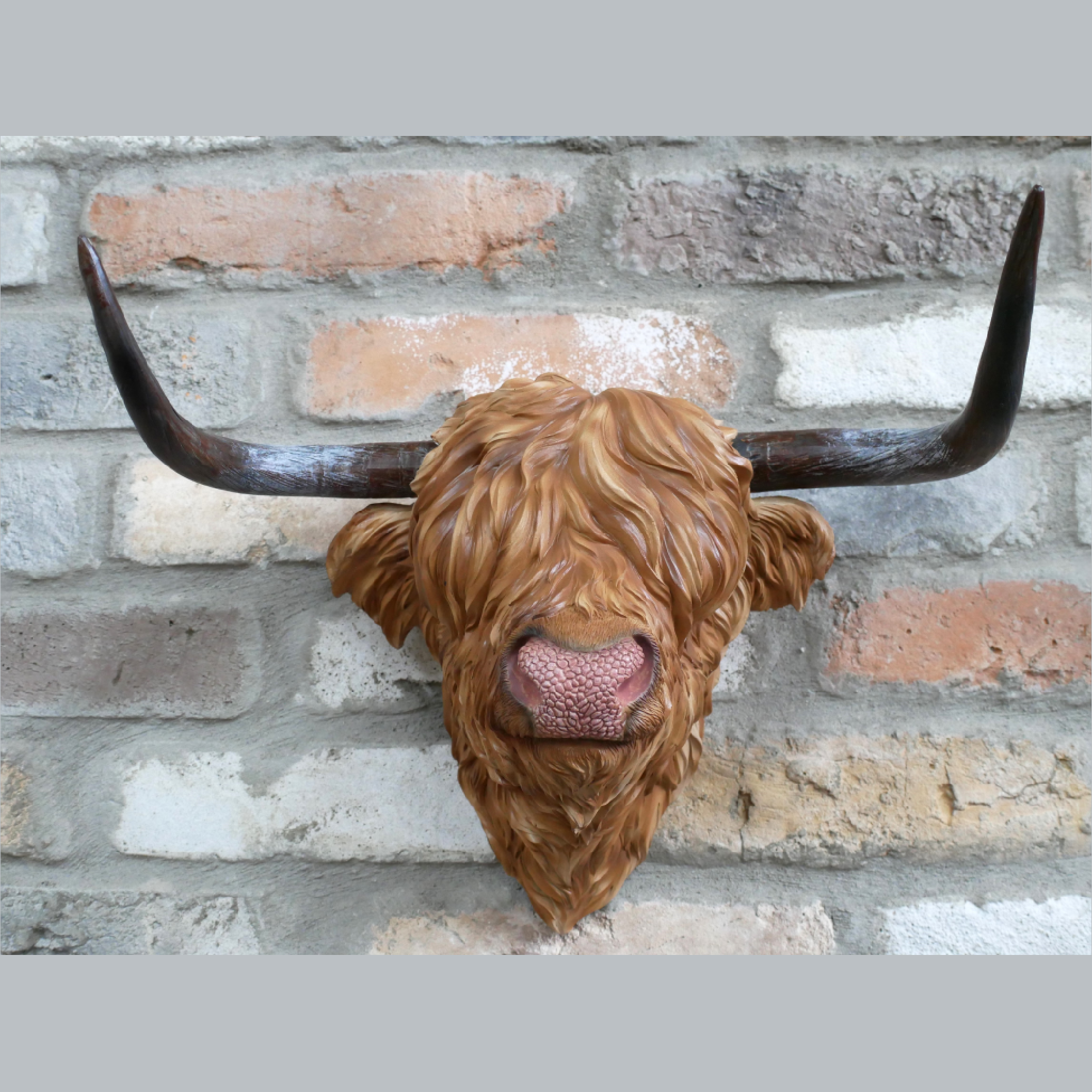 HIGHLAND COW HEAD