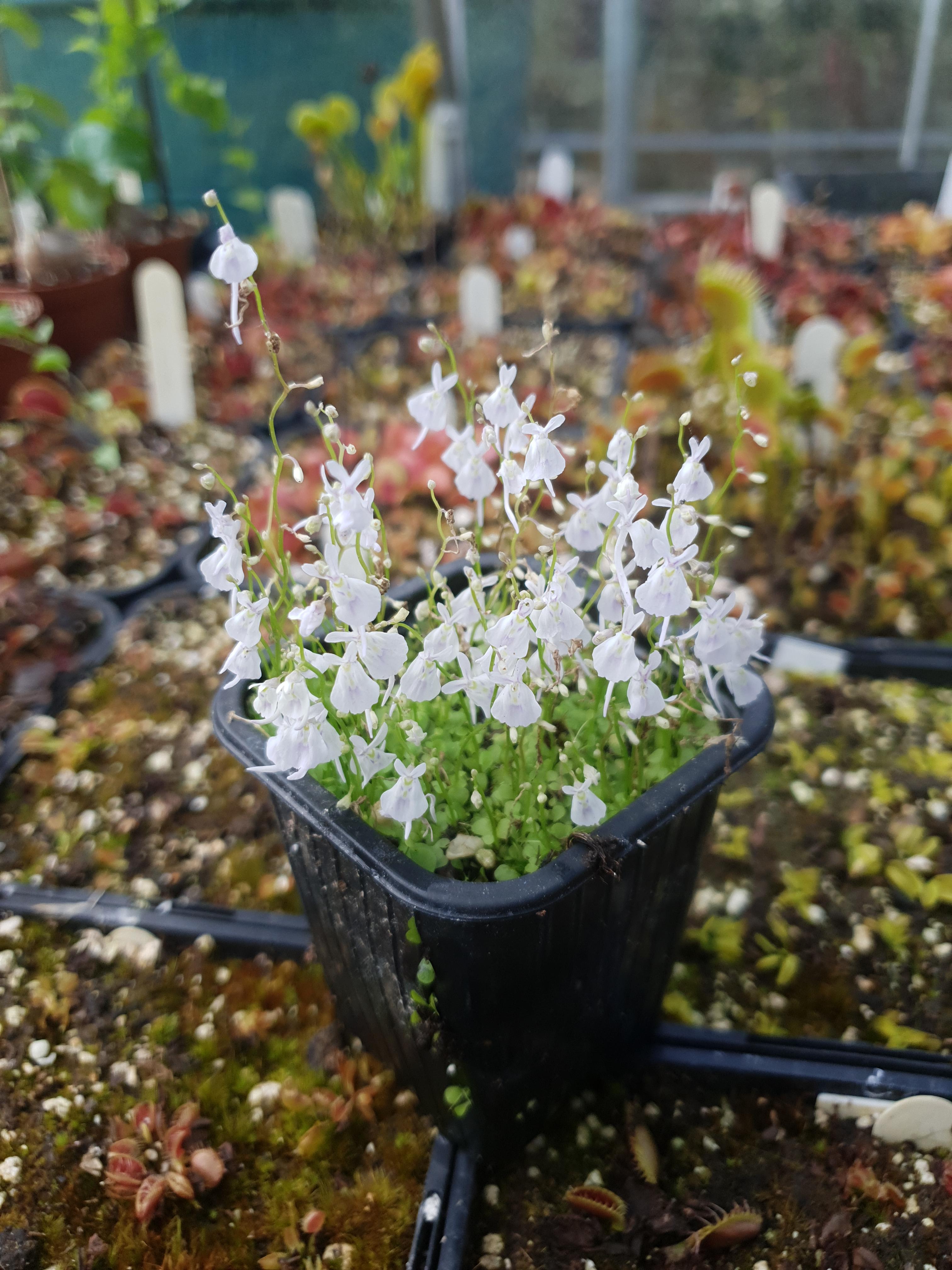 Utricularia Sandersonii