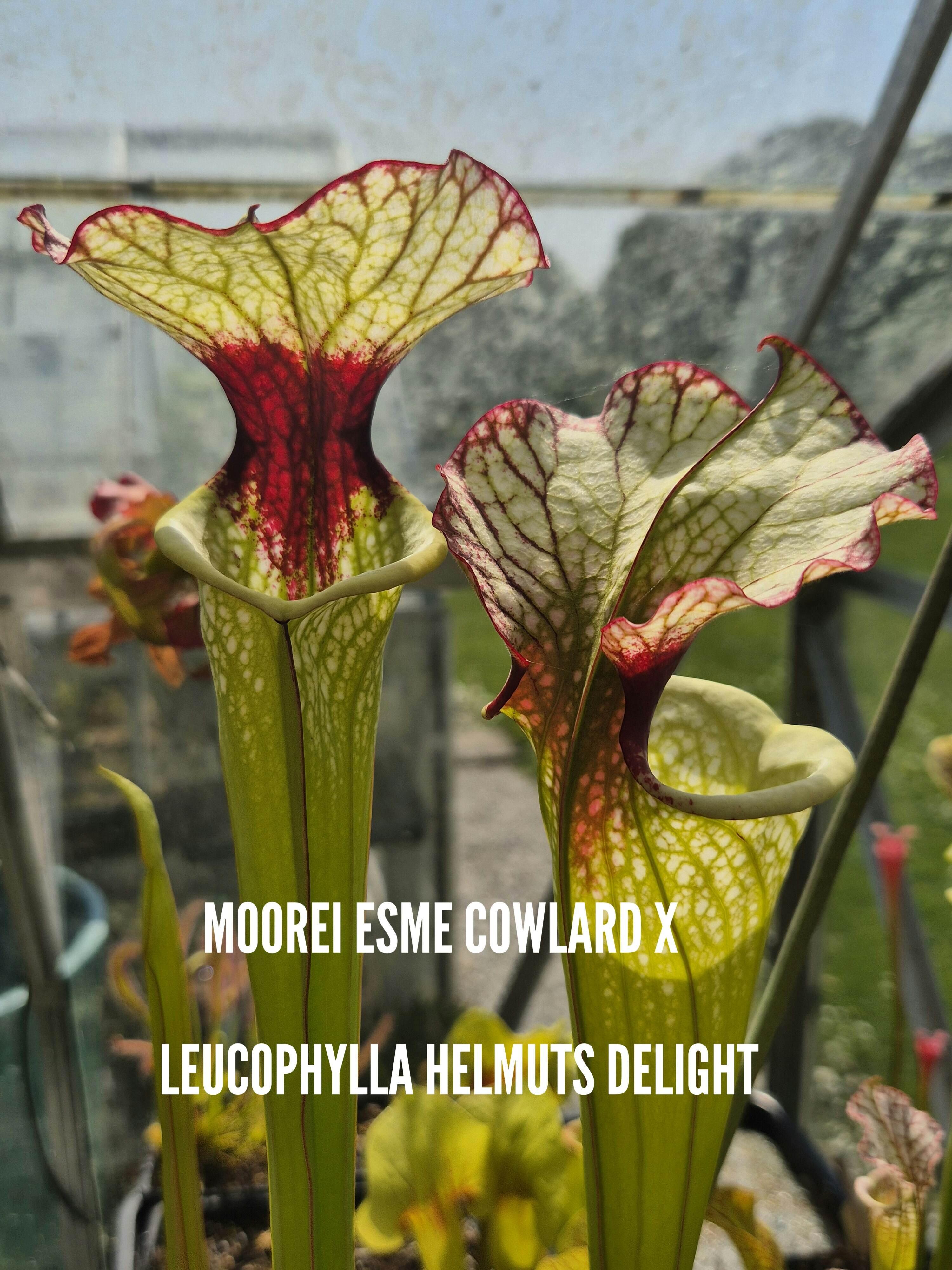 Sarracenia (Esme Cowlard x Leucophylla Helmuts Delight) x (Troll x ...