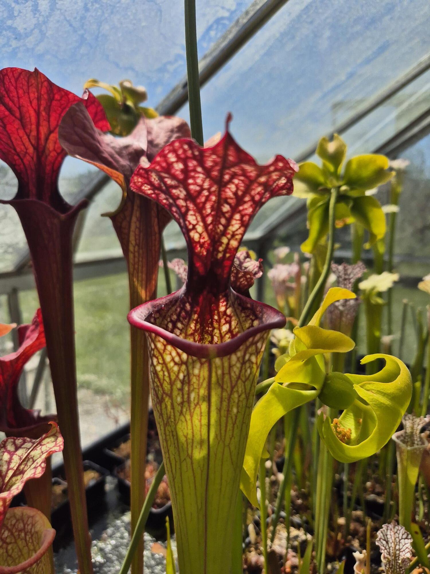 Sarracenia (F88 x L18) x Flava Ornata Red Rim