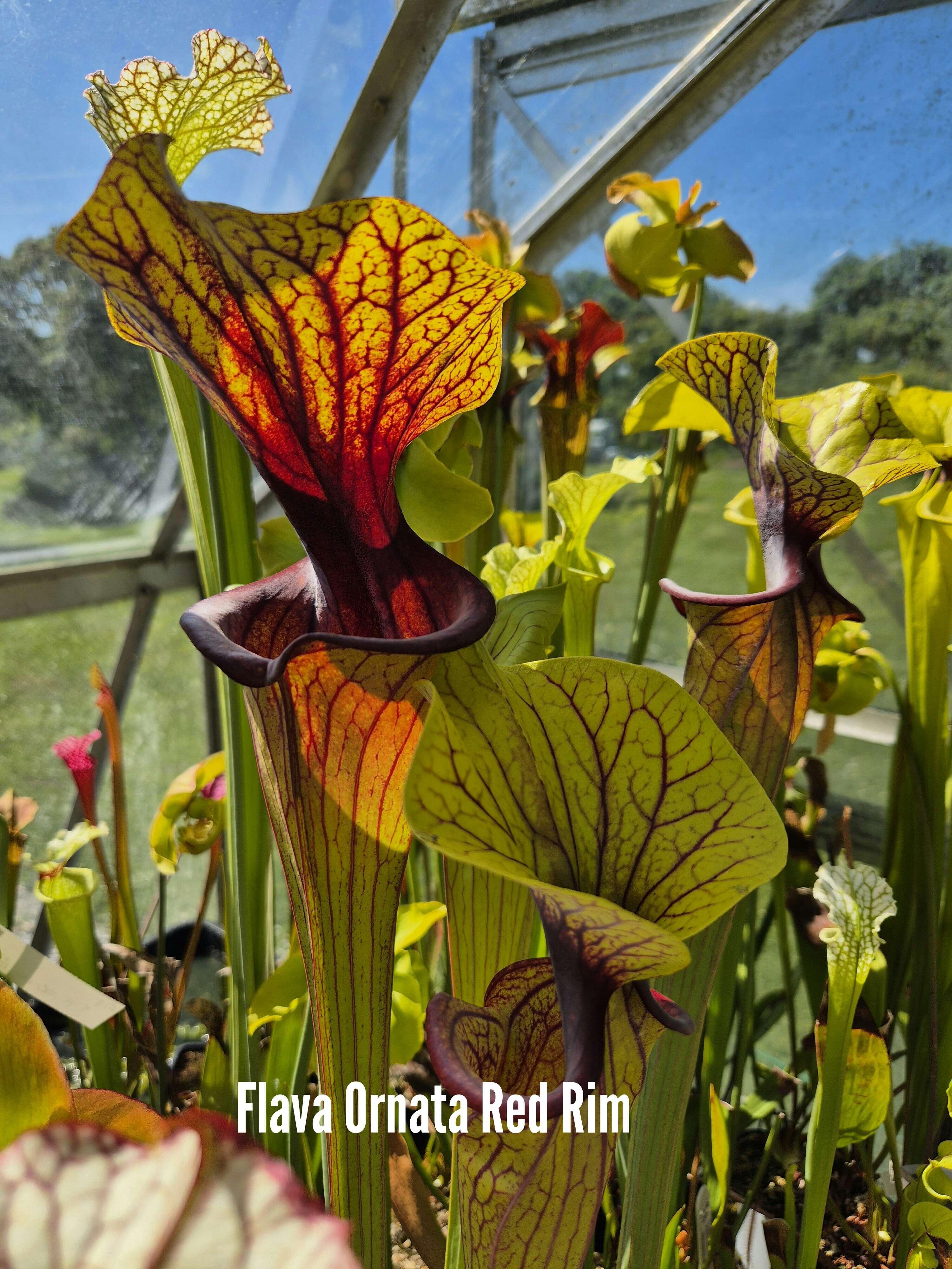 Sarracenia Flava Cupea North Carolina F90mk x Flava Ornata Red Rim
