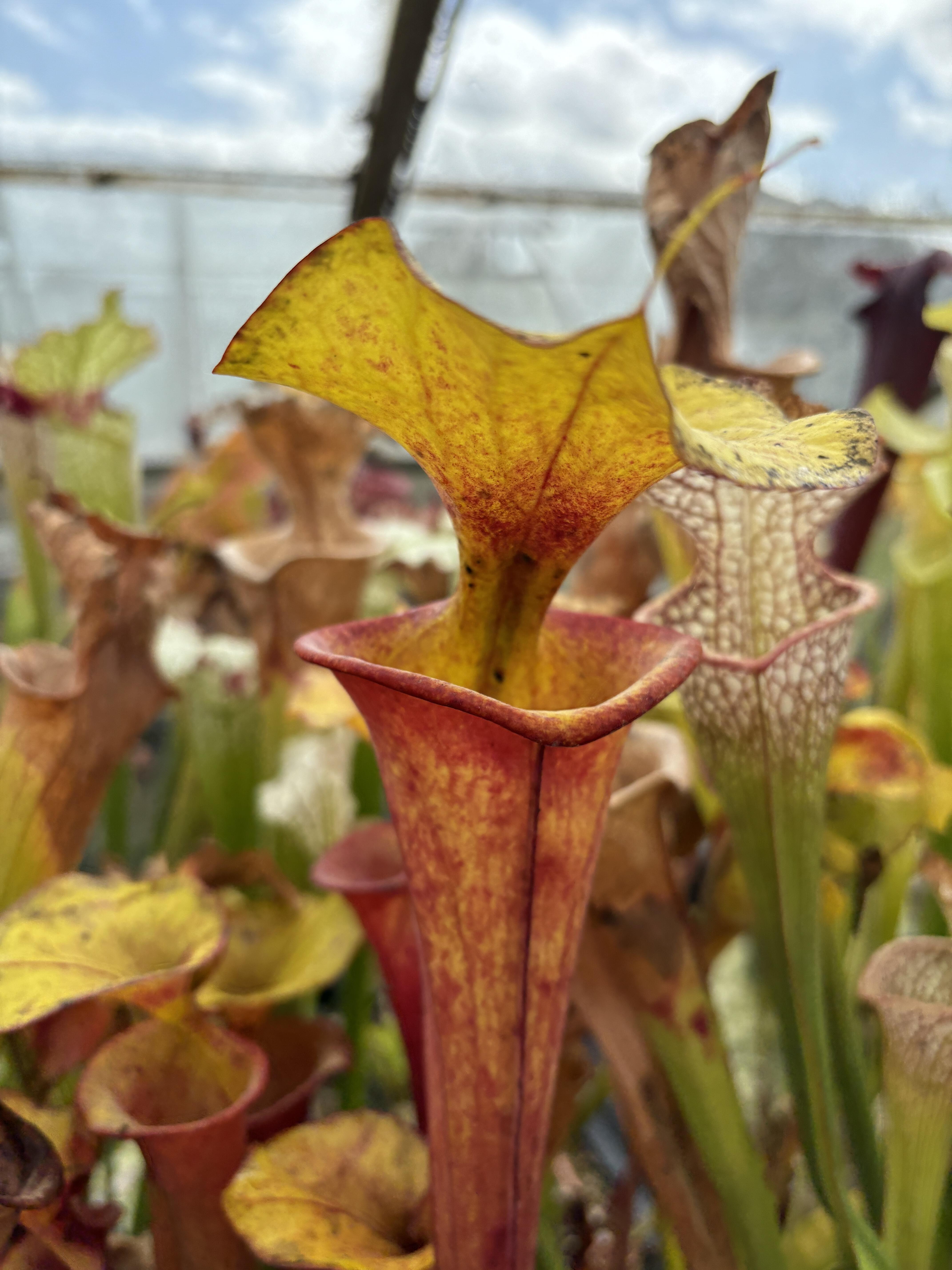 Sarracenia Mitchelliana Bulbous x Flava Manky