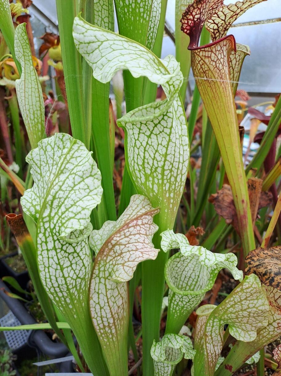 Sarracenia Excellens J Hummer x Blood in the Snow