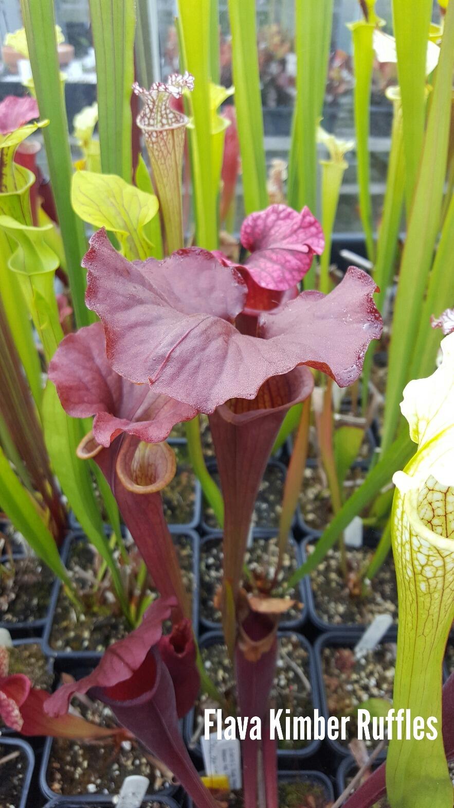 Sarracenia (H17 x Leah Wilkerson x Leah Wilkerson) x Flava Kimber Ruffles