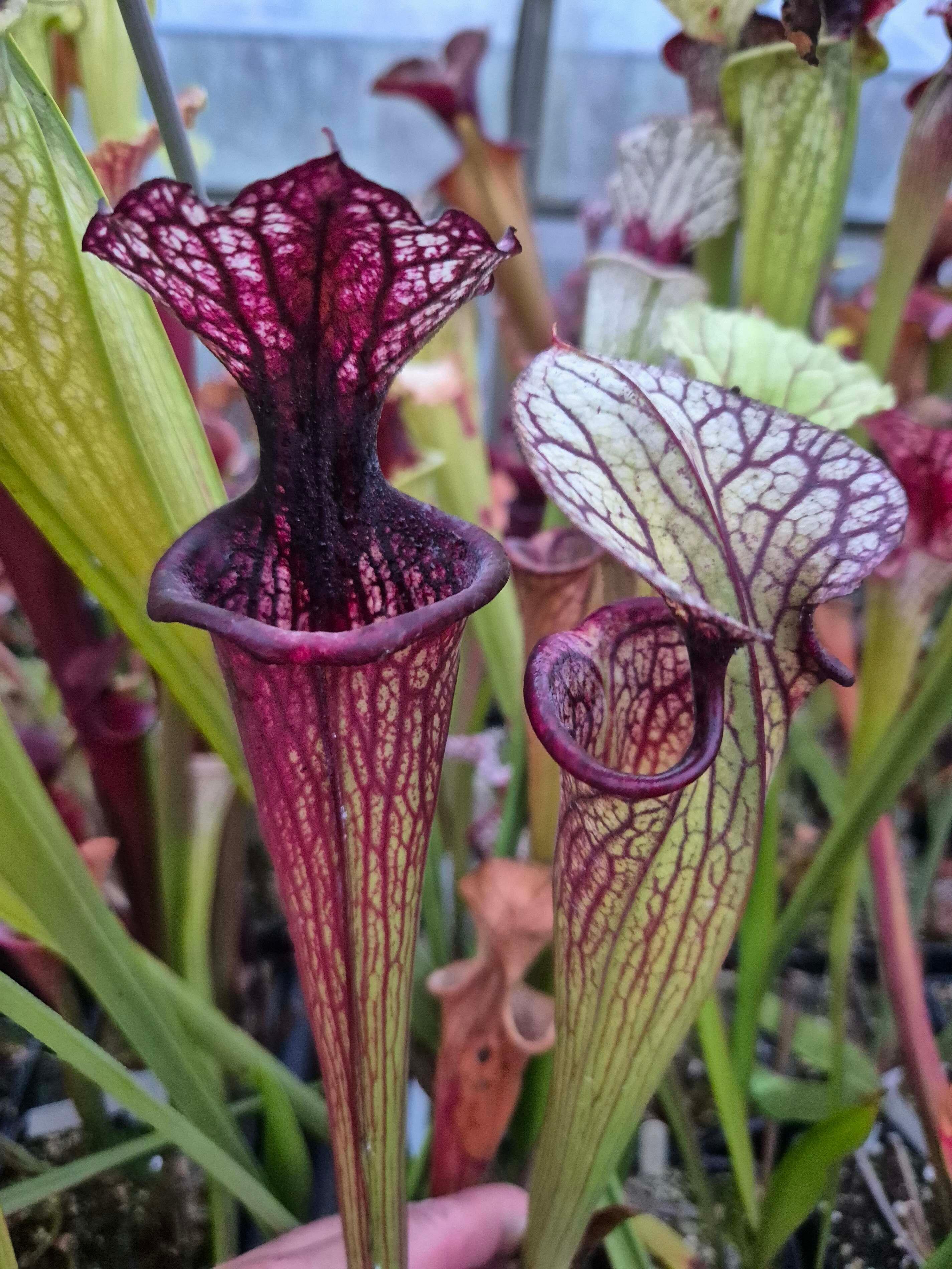 Sarracenia (Leucophylla x Flava Ornata clb) x Leah Wilkerson