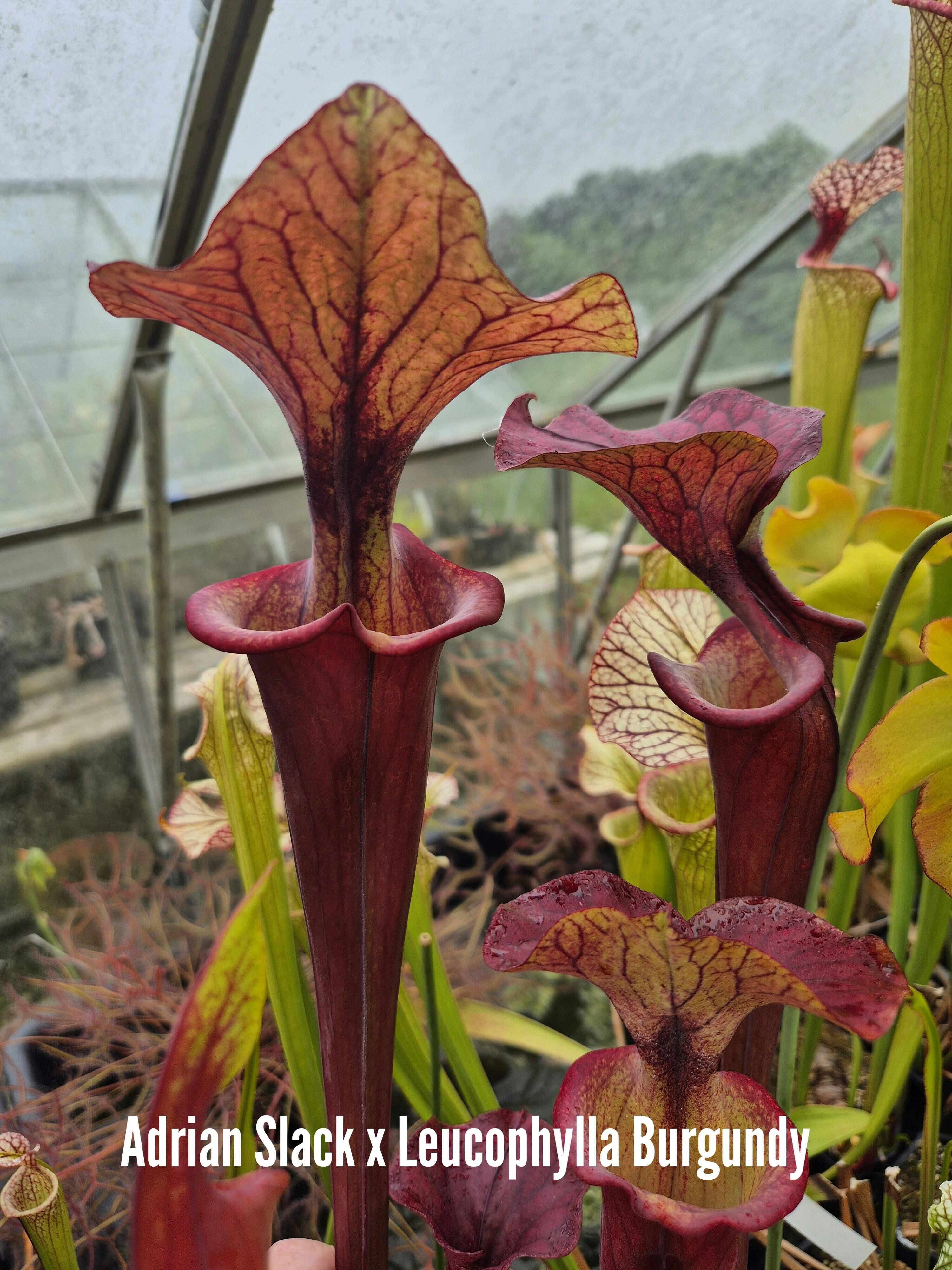 Sarracenia Adrian Slack X Flava Burgundy X L18 X Leah Wilkerson X