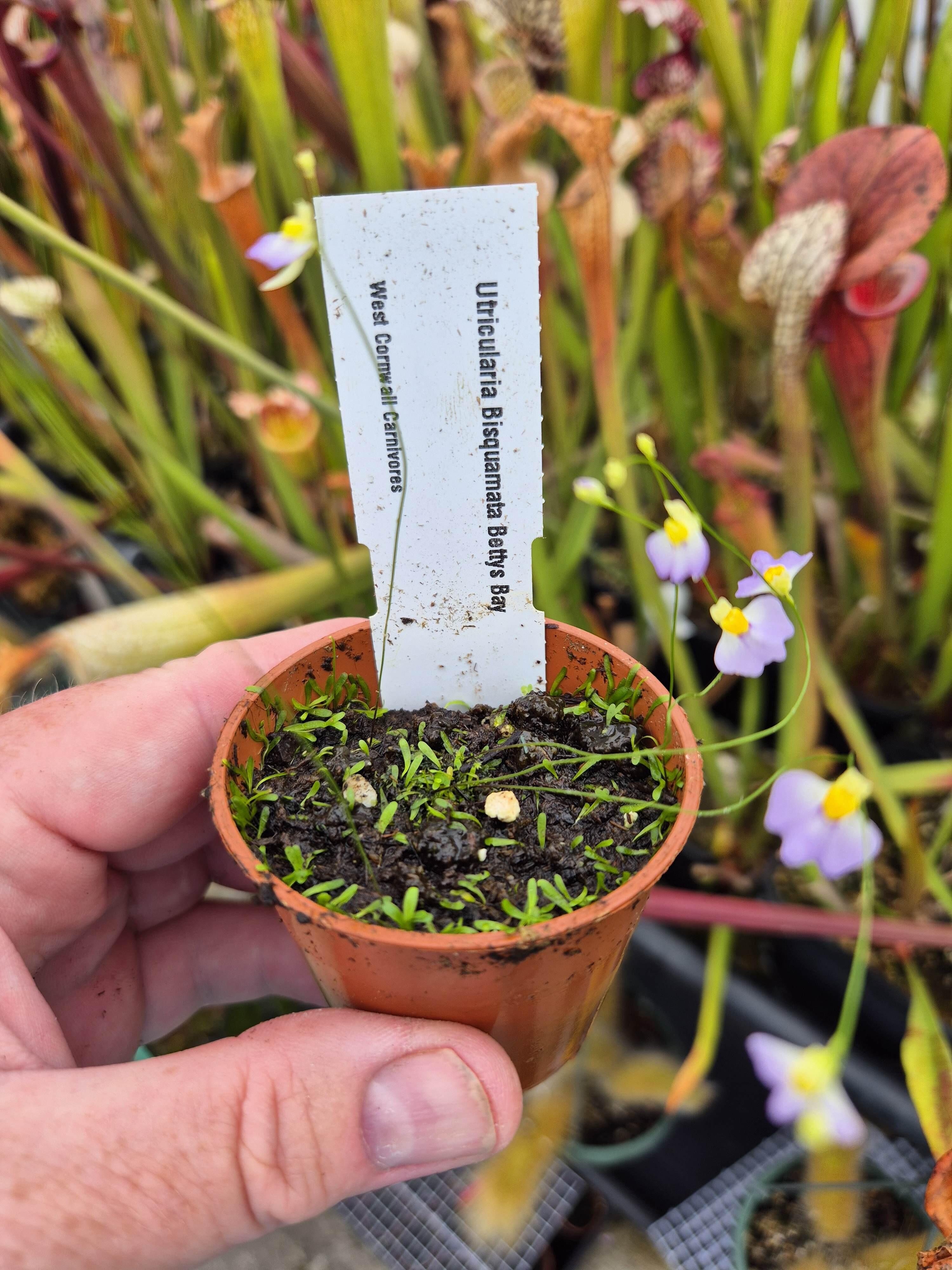 Utricularia
