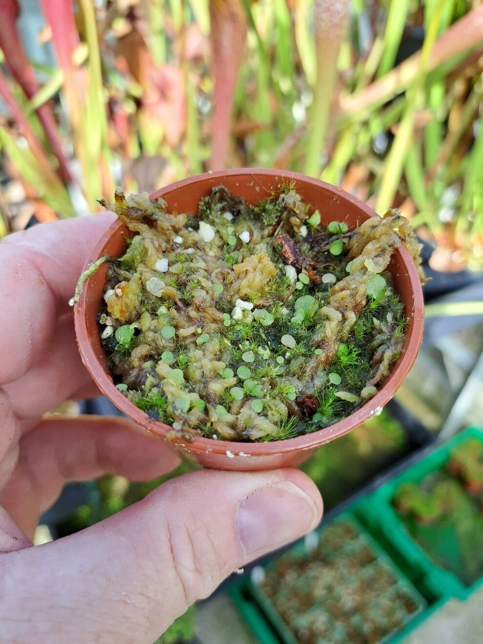 Utricularia Nephrophylla x Geminiloba