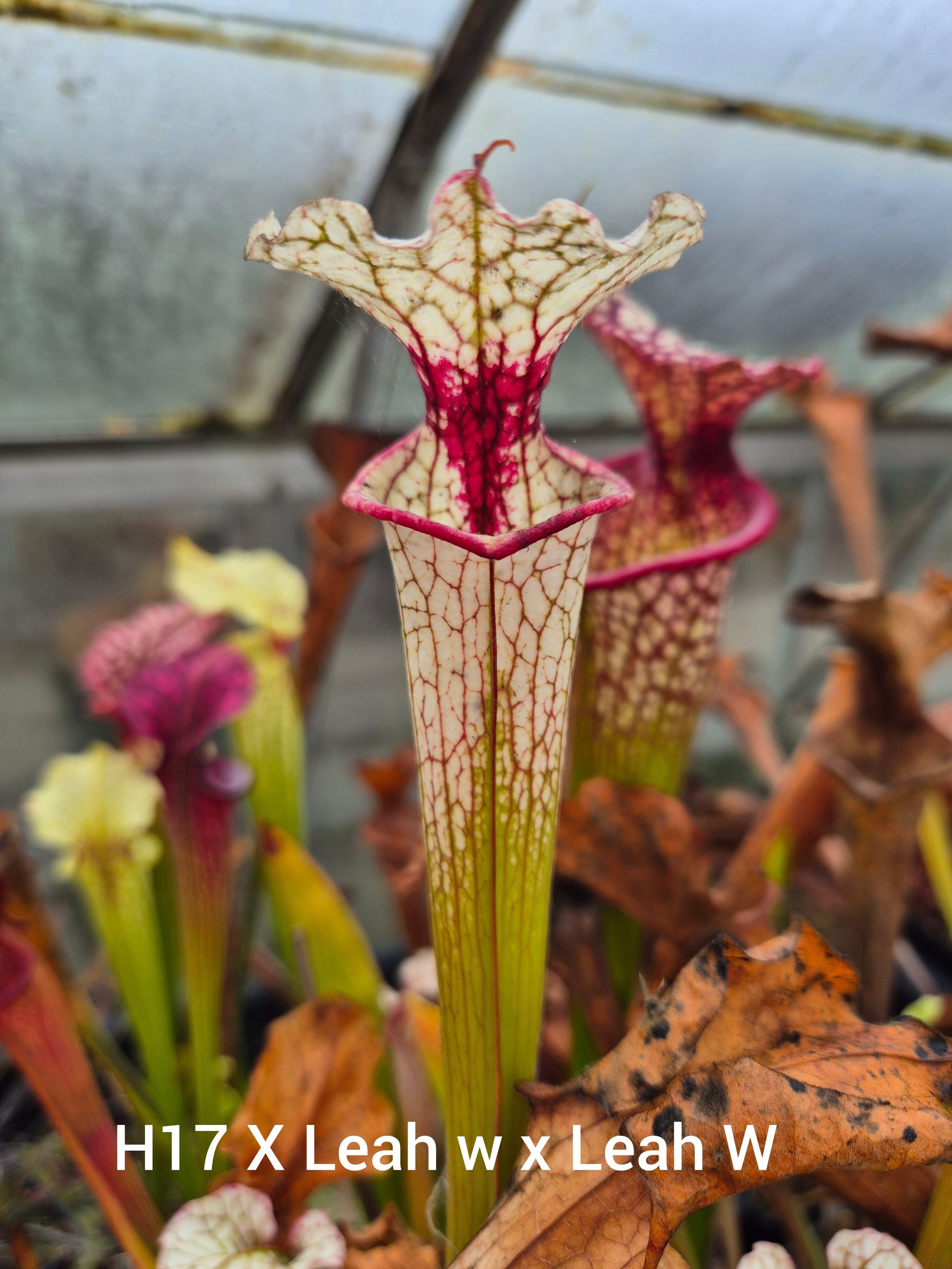 Sarracenia (H17 x Leah Wilkerson x Leah Wilkerson) x (Praetorian Guard ...