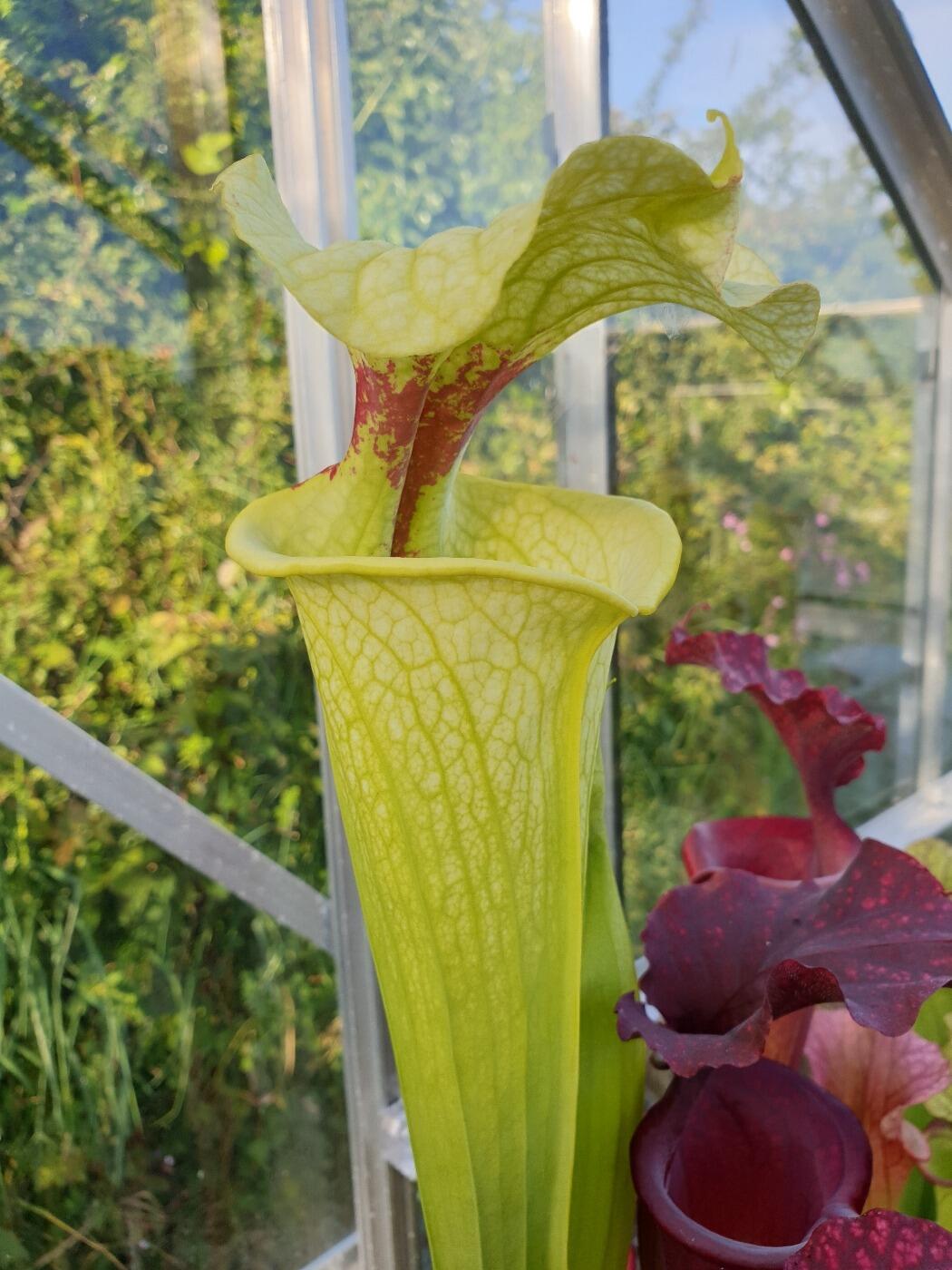 Sarracenia (Glynis Wheeler x Leah Wilkerson) big x SXM052 GH