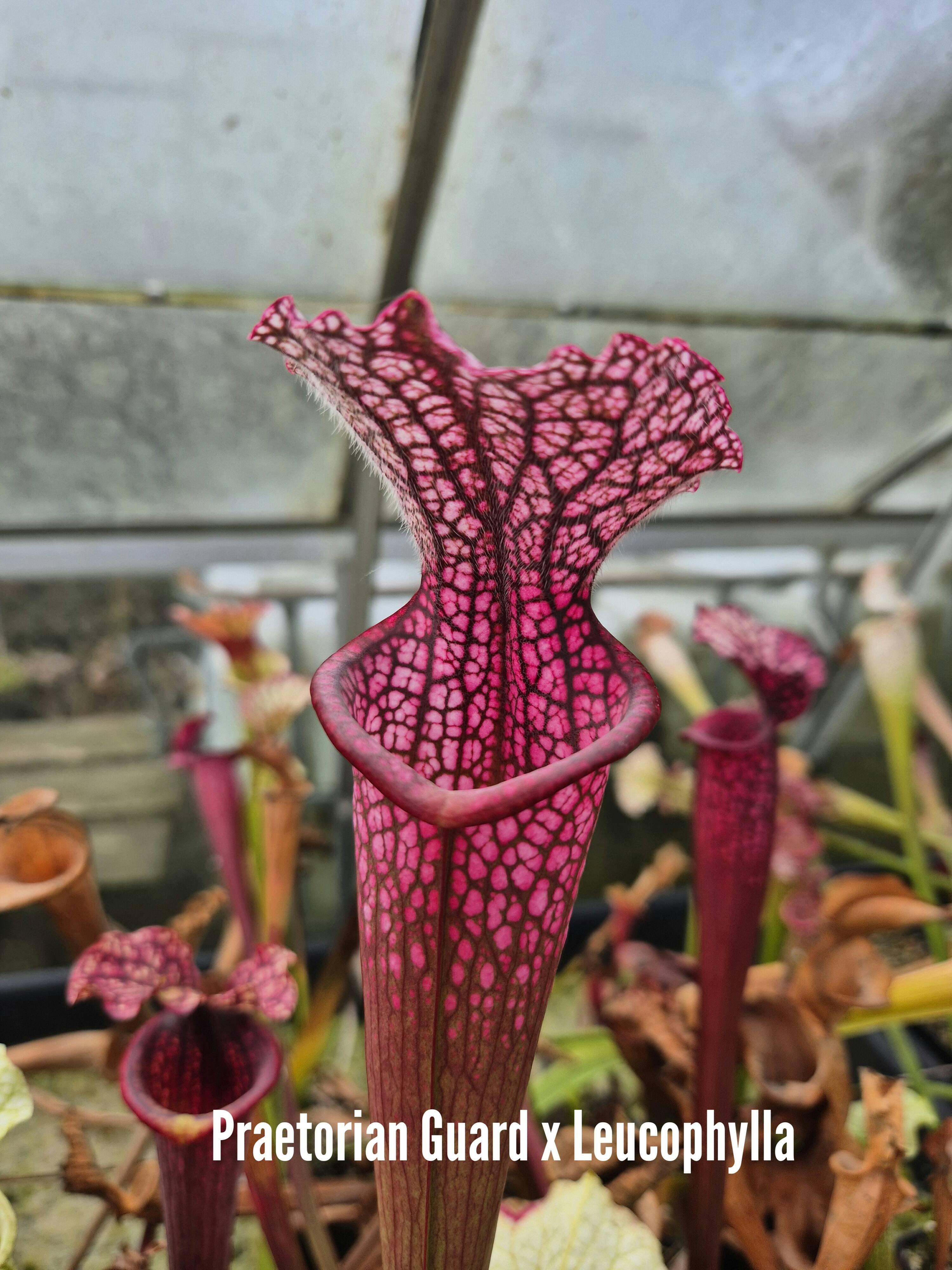 Sarracenia (H17 x Leah Wilkerson x Leah Wilkerson) x (Praetorian Guard ...