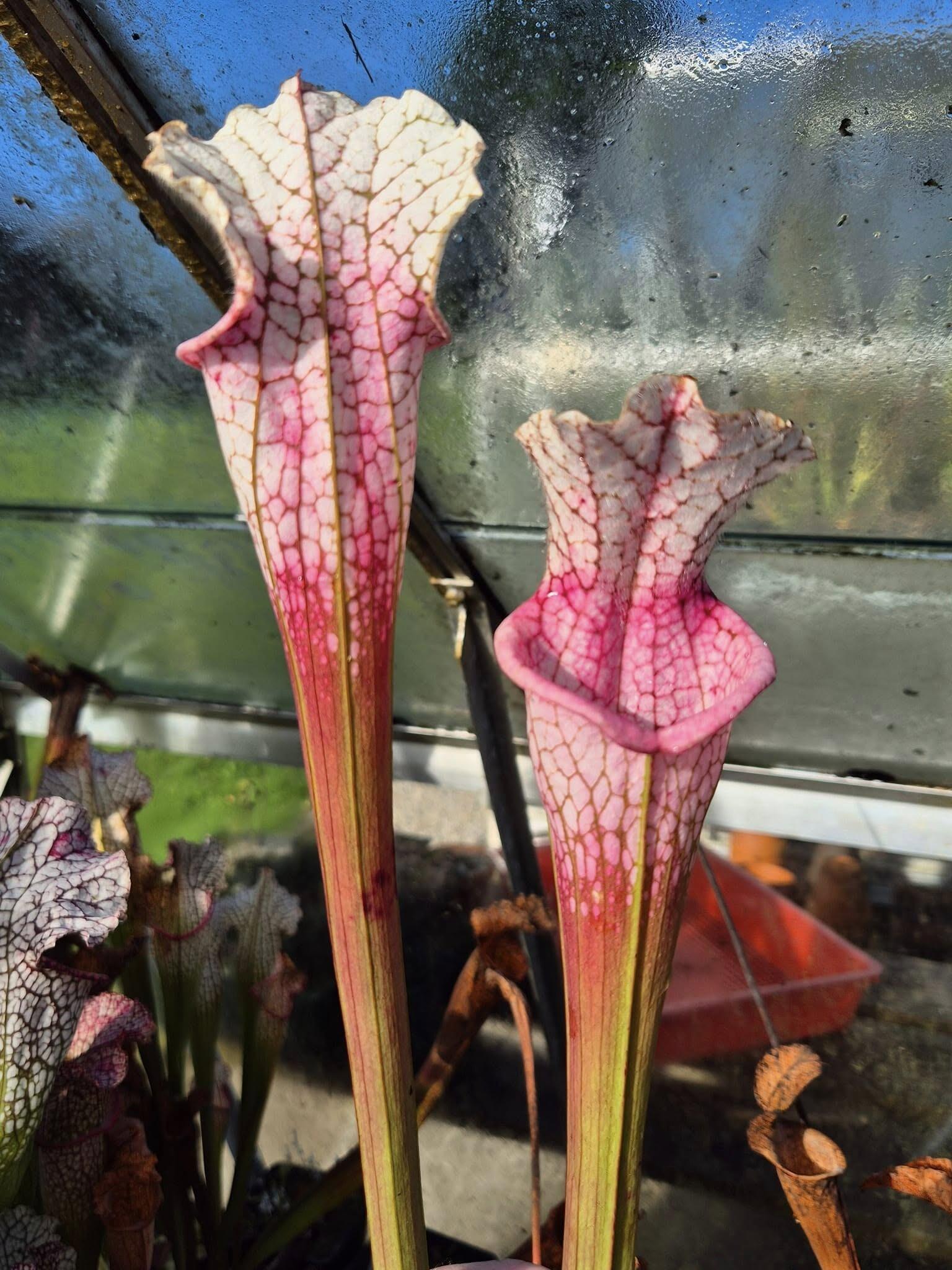 Sarracenia Leucophylla Ruby Joyce x Var Alba no.5 L131mk x Super 88