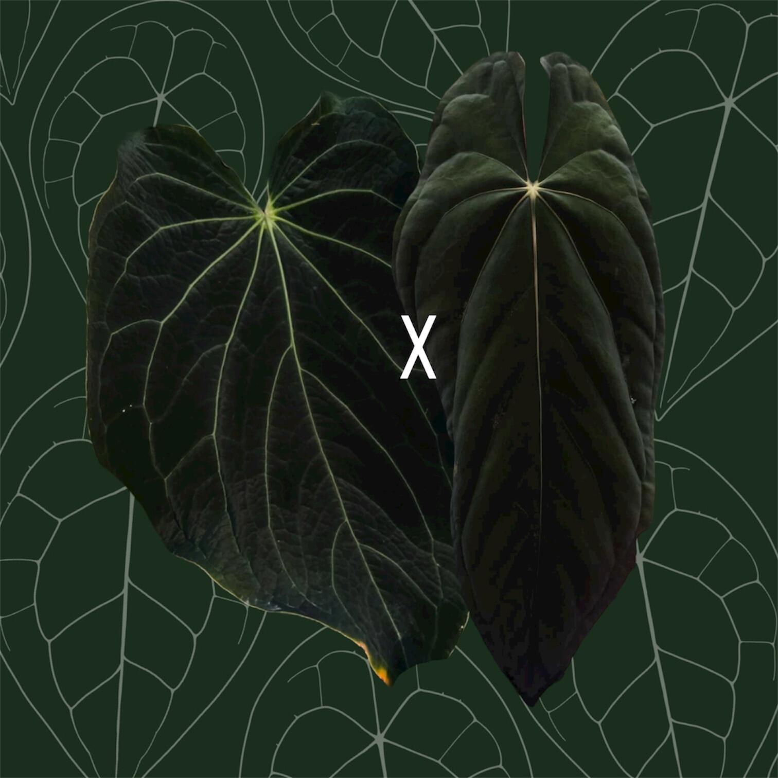 Anthurium Enigma x Twin Phoenix