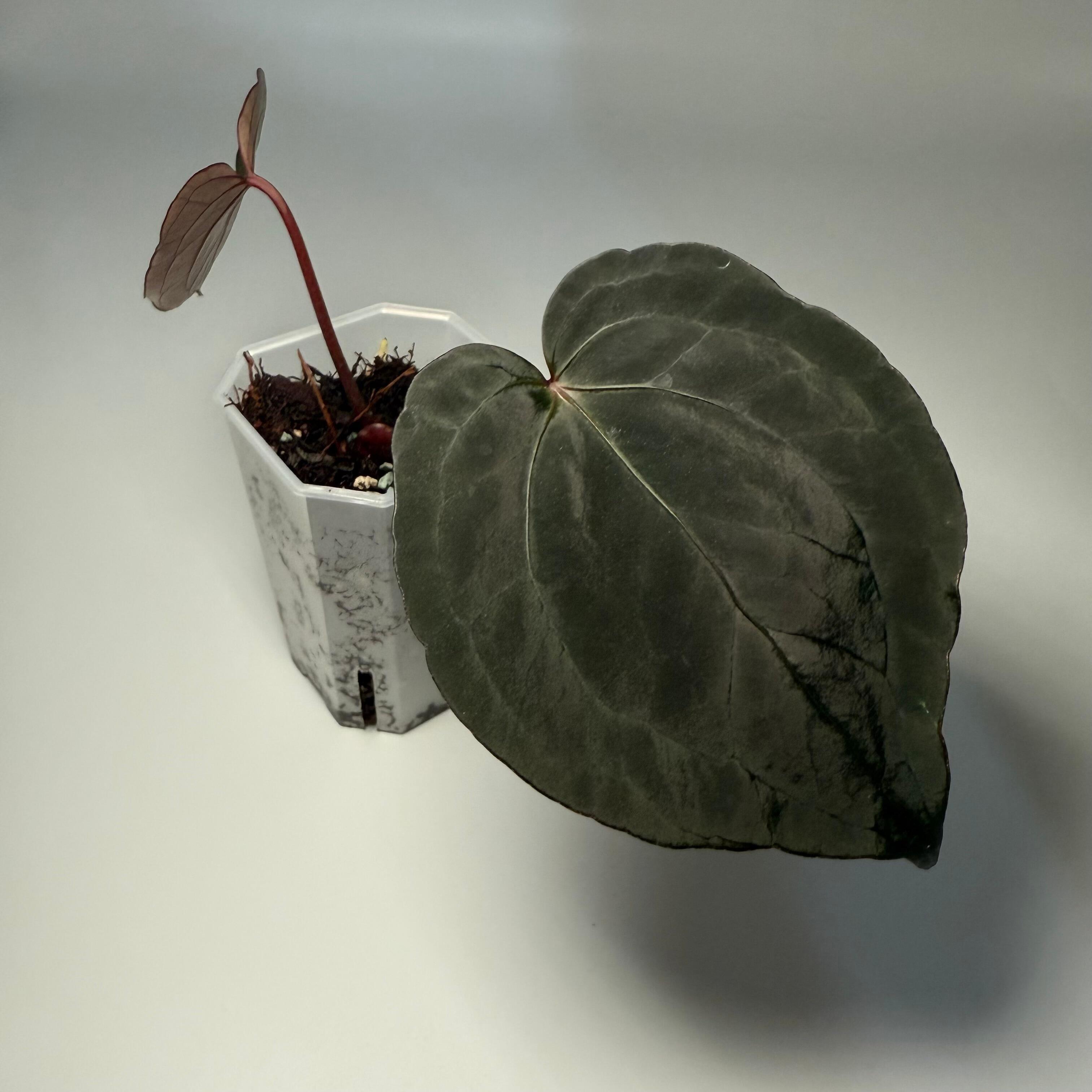 Anthurium Pap Legend x papillilaminum Fort Sherman?