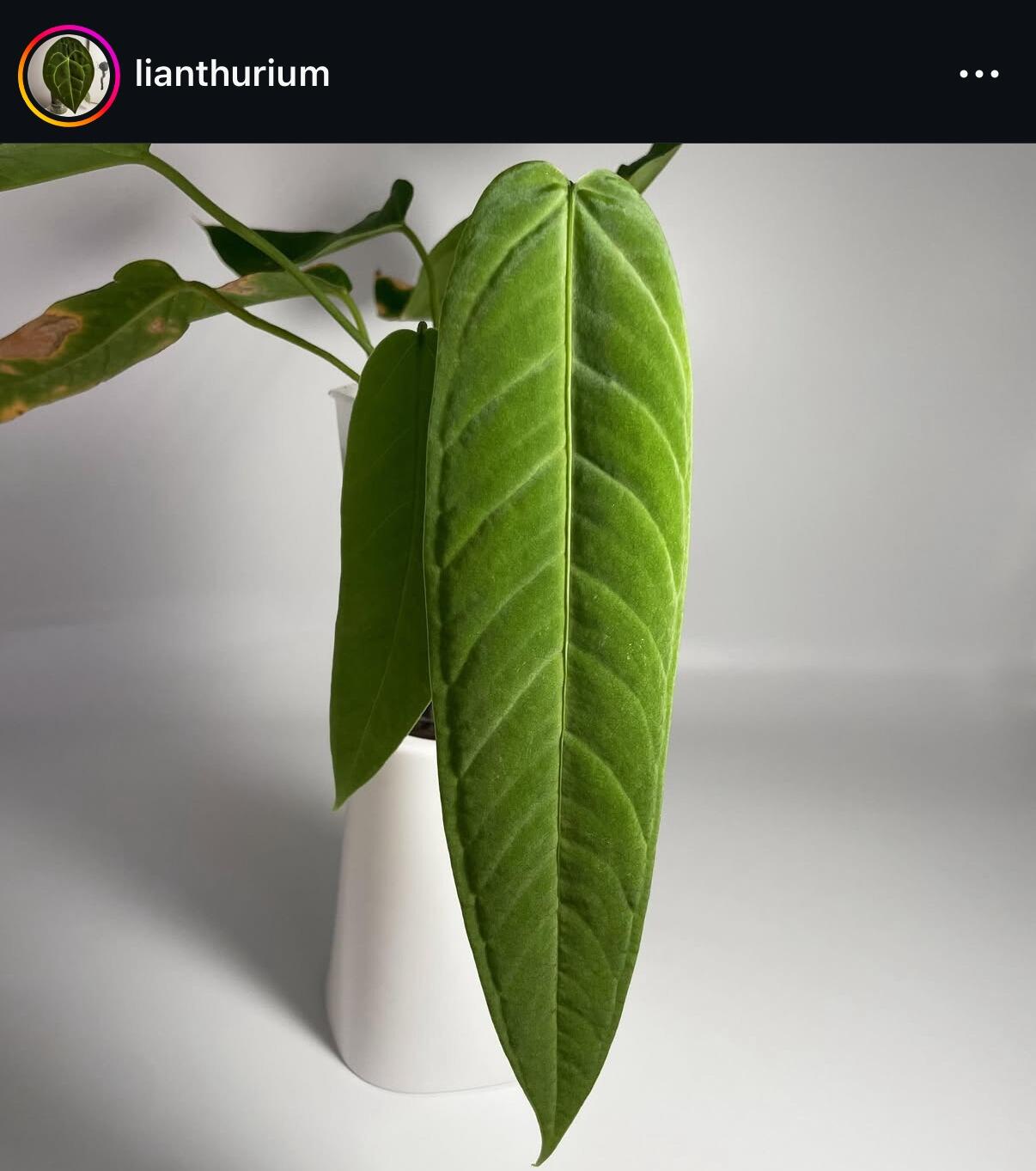 _Anthurium panamense