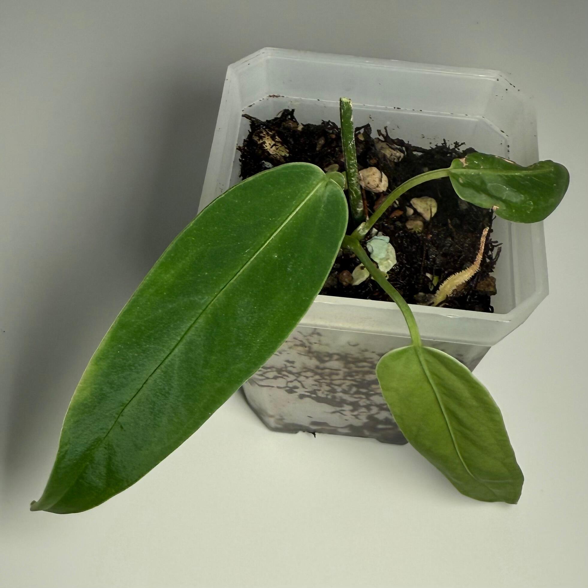 _Anthurium panamense