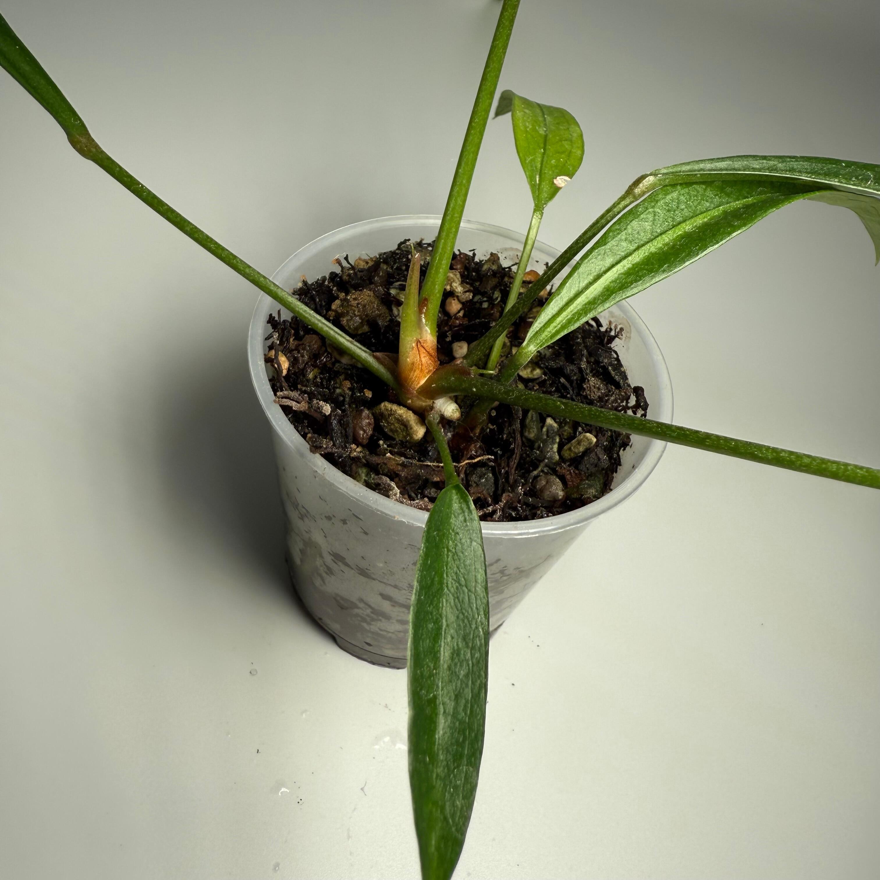 _Anthurium gracile x self
