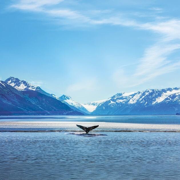 Iceland & Alaska Inside Passage on Holland America Zaandam with 4 ...