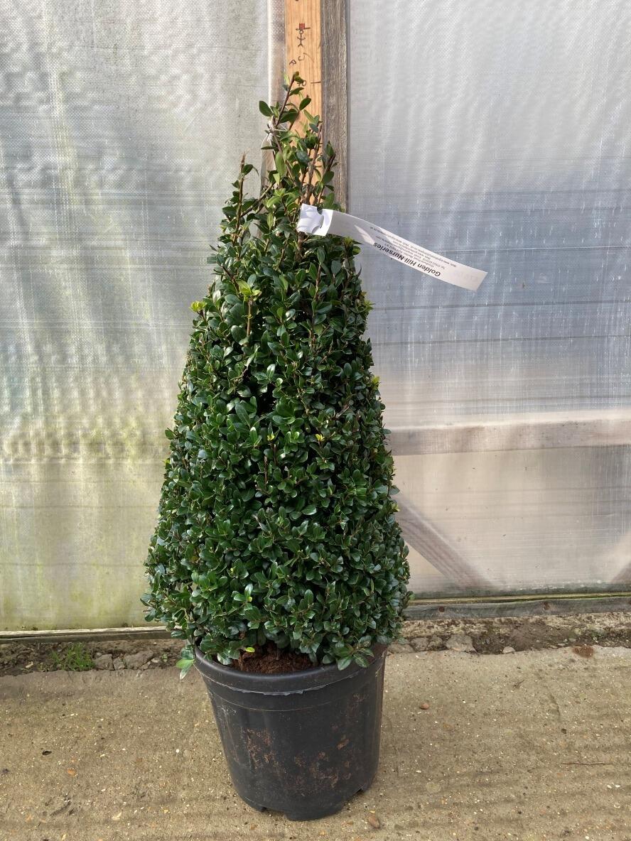 Ilex crenata Caroline Upright Topiary Ball & Pyramid