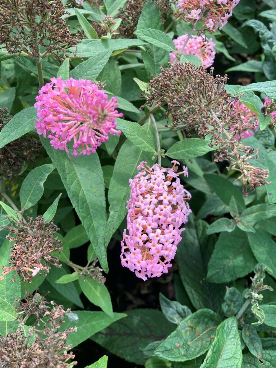 Buddleja davidii LITTLE PINK 'Botex005' (Butterfly Candy Series)