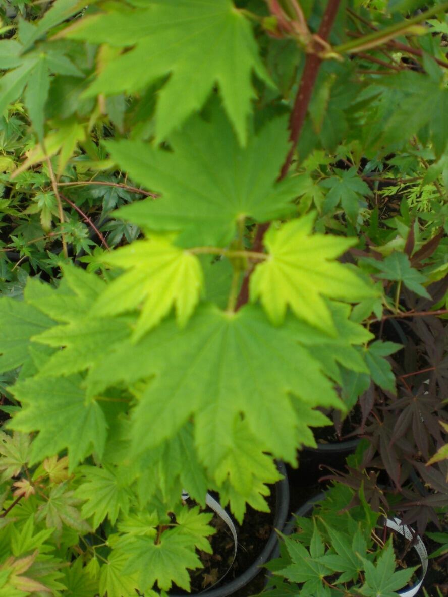 Acer japonicum Vitifolium AGM