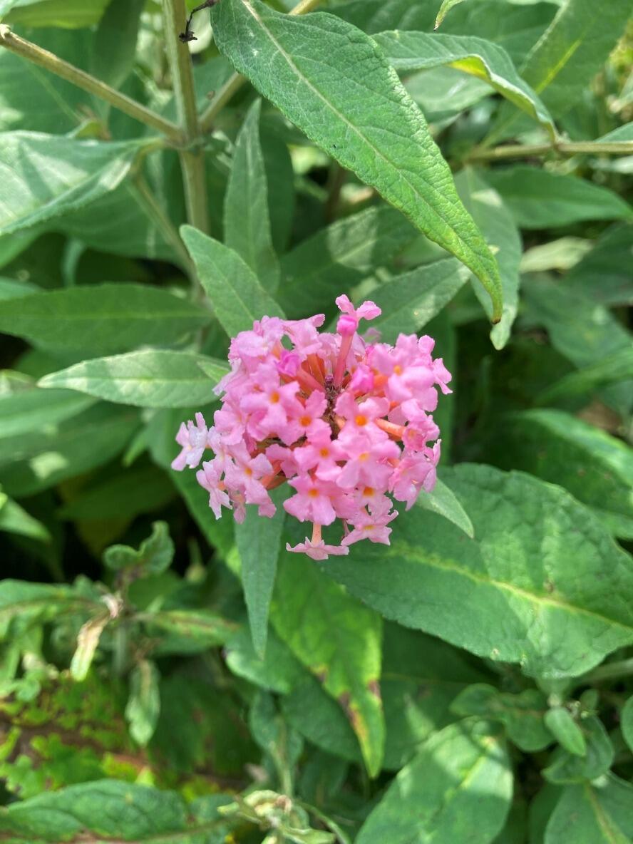 Buddleja davidii LITTLE PINK 'Botex005' (Butterfly Candy Series)