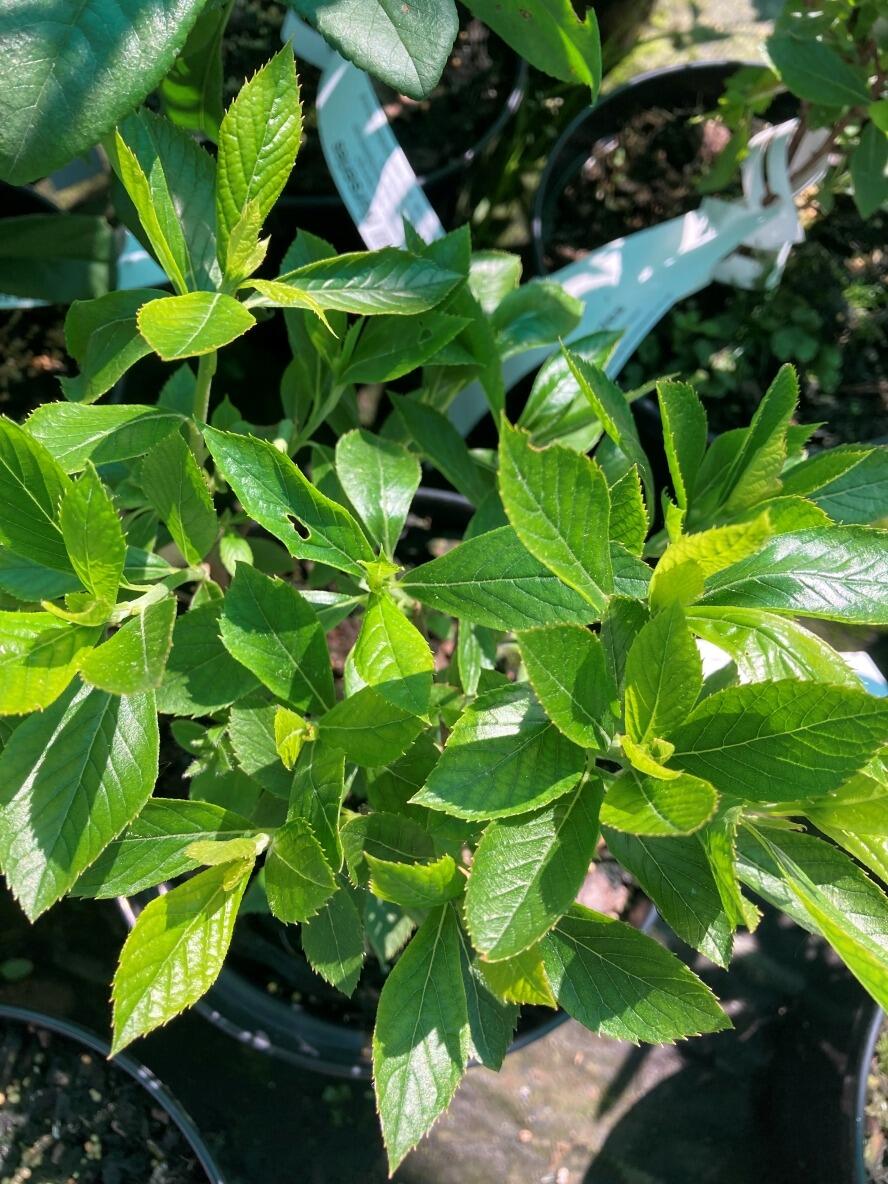 Clethra alnifolia Hummingbird AGM