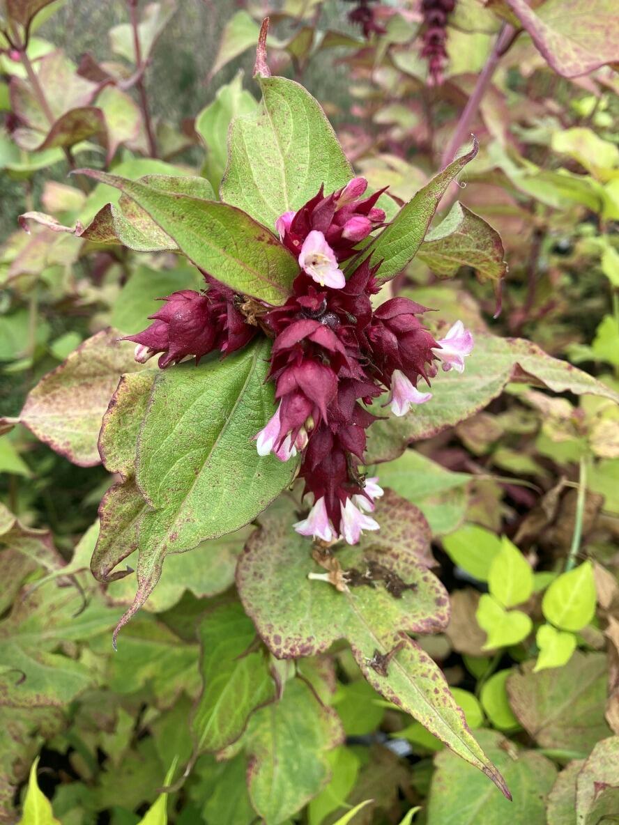 Leycesteria formosa Purple Rain