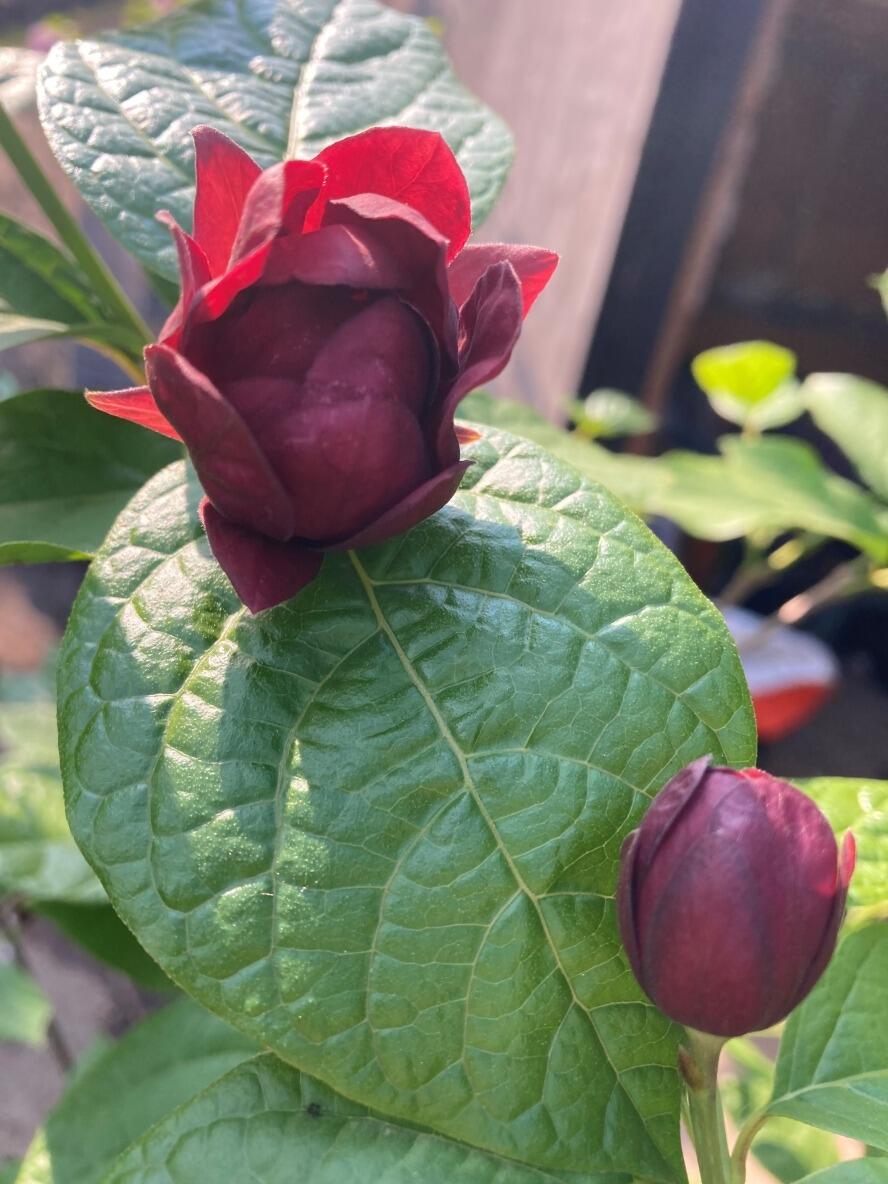 Calycanthus x raulstonii Hartlage Wine AGM