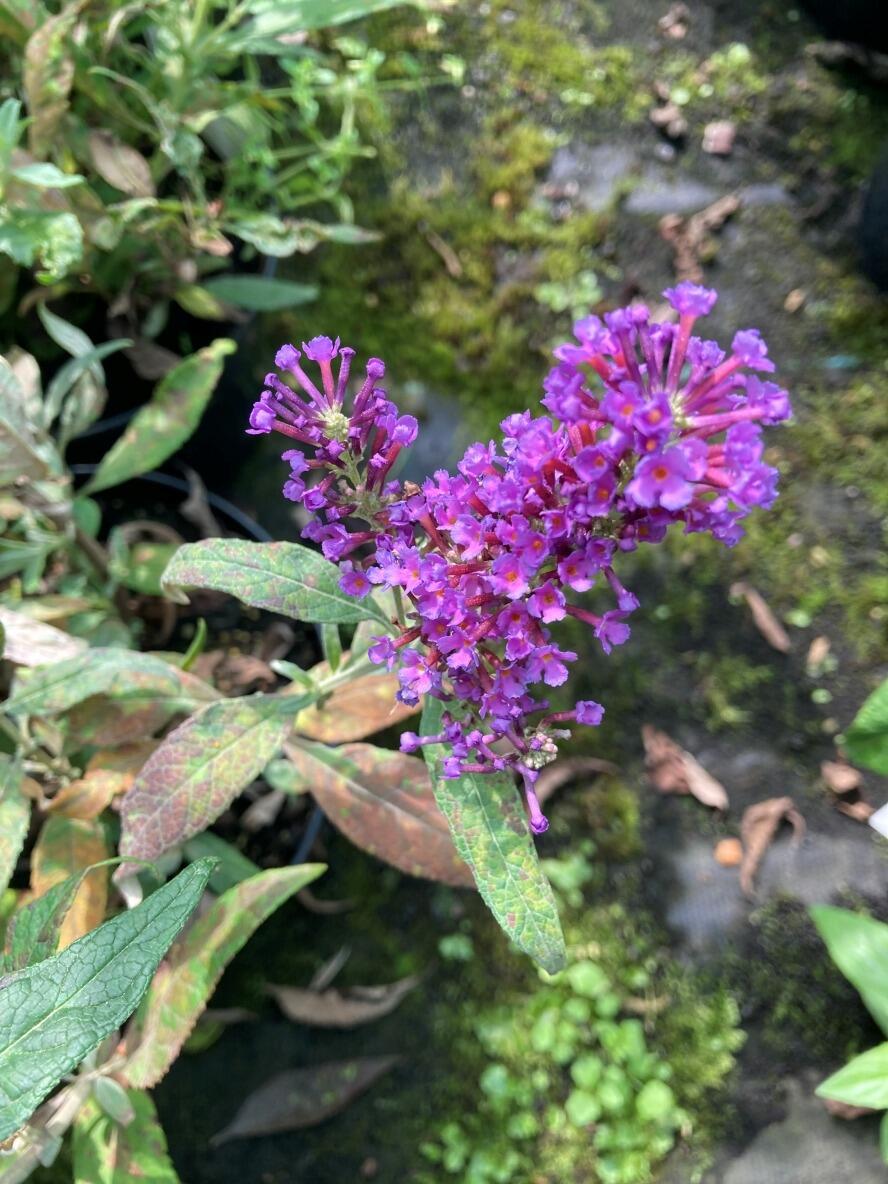 Buddleja davidii LITTLE LILA 'Botex004' (Butterfly Candy Series)