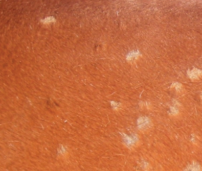 Aqueos - What is Ringworm?