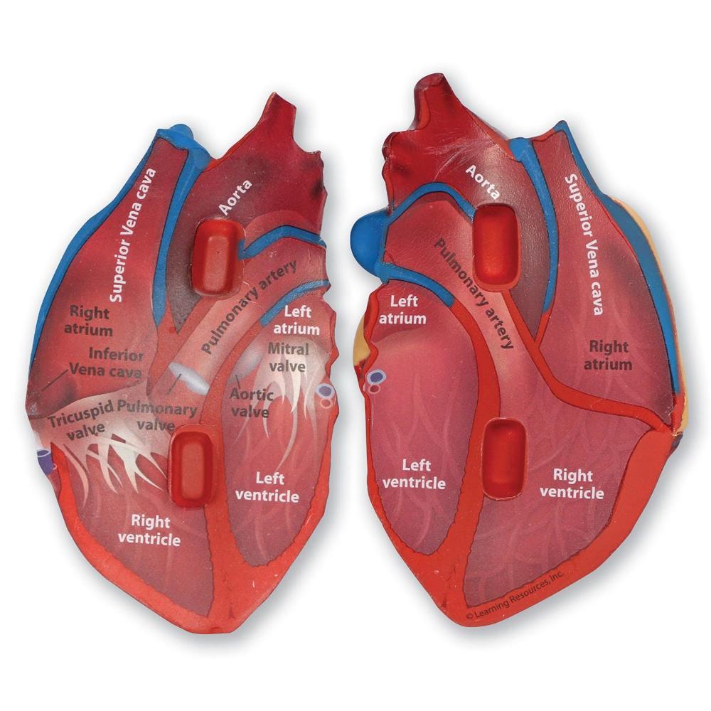 Learning Resources Cross Section Heart Model