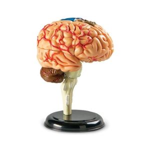 Learning Resources BRAIN Anatomy Model