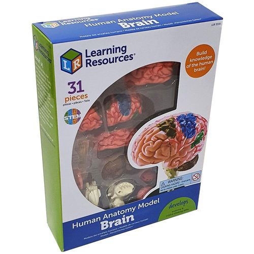 Learning Resources BRAIN Anatomy Model