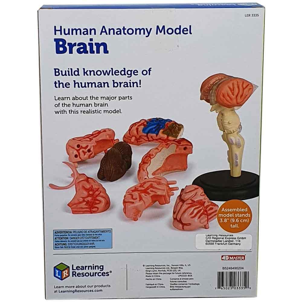 Learning Resources BRAIN Anatomy Model