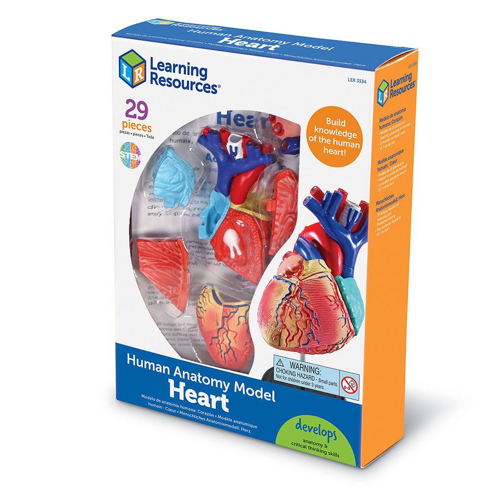Learning Resources Heart Anatomy Model