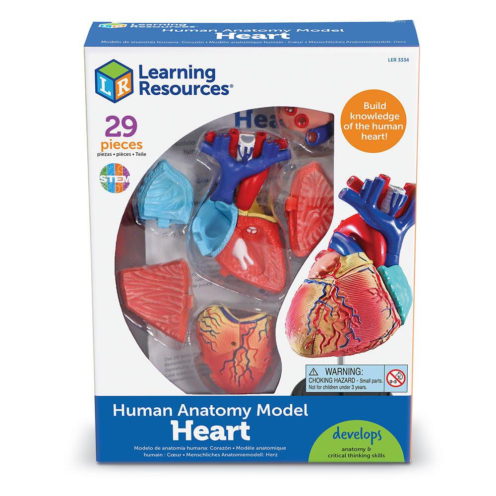 Learning Resources Heart Anatomy Model